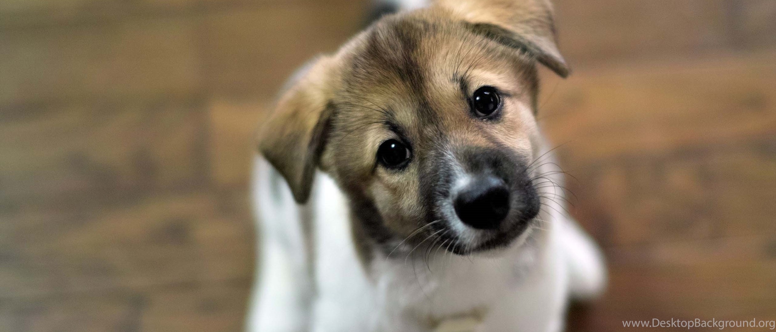 Street Dog Wallpapers - Wallpaper Cave