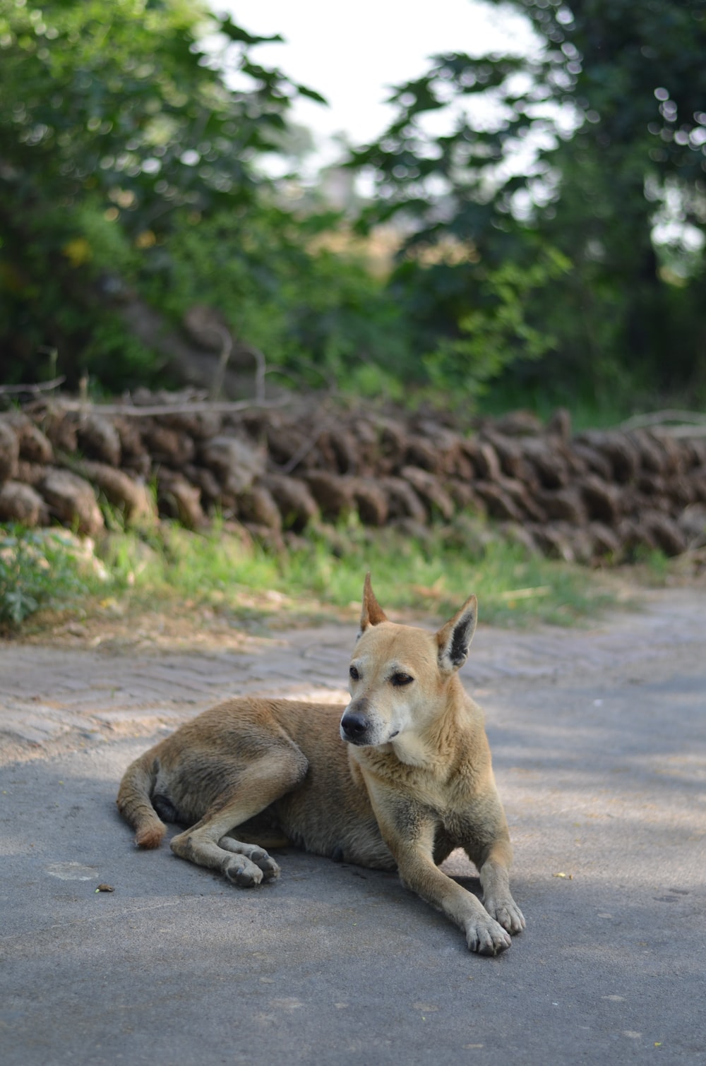 Street Dog Wallpapers - Wallpaper Cave