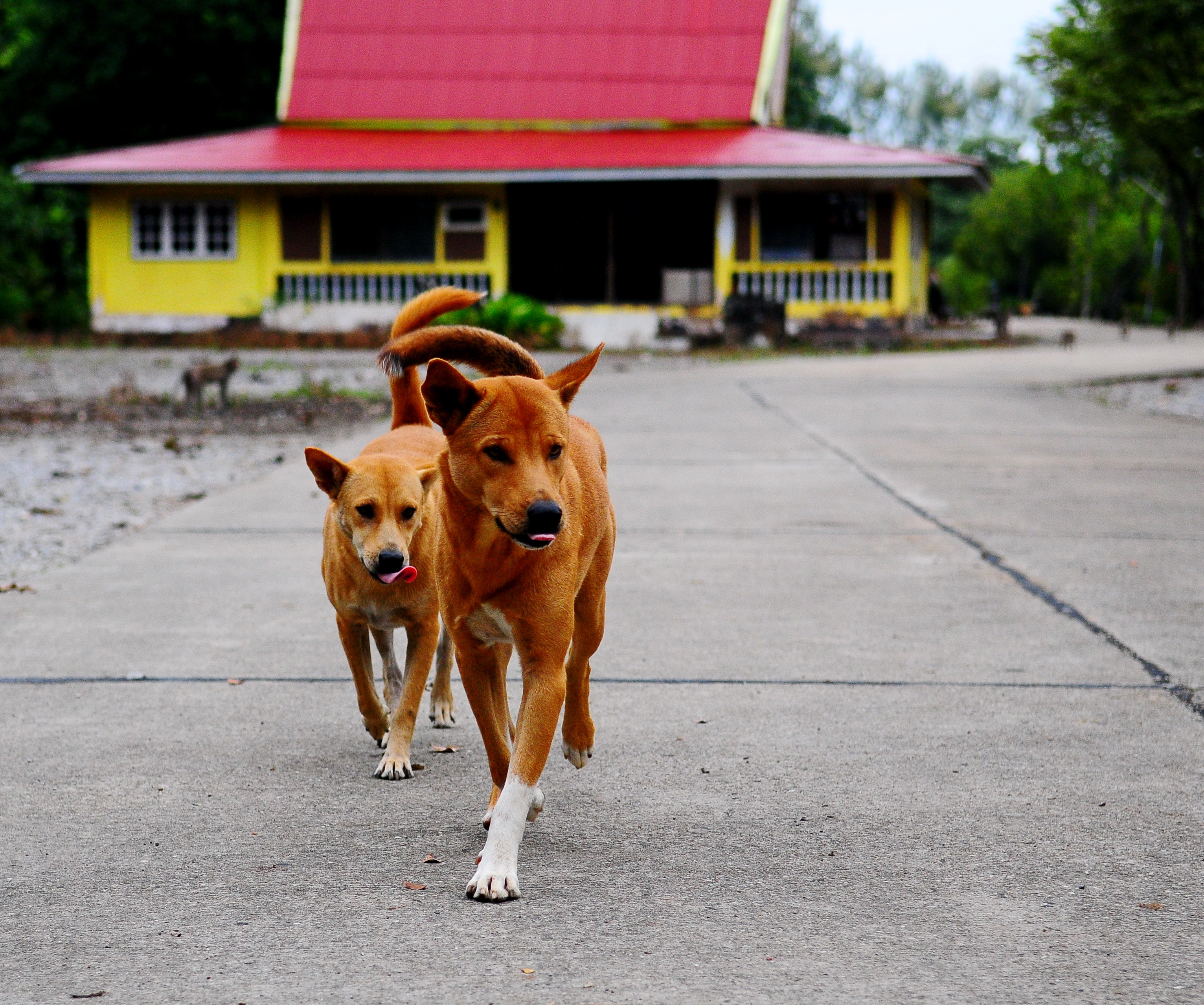 Street Dog Wallpapers - Wallpaper Cave