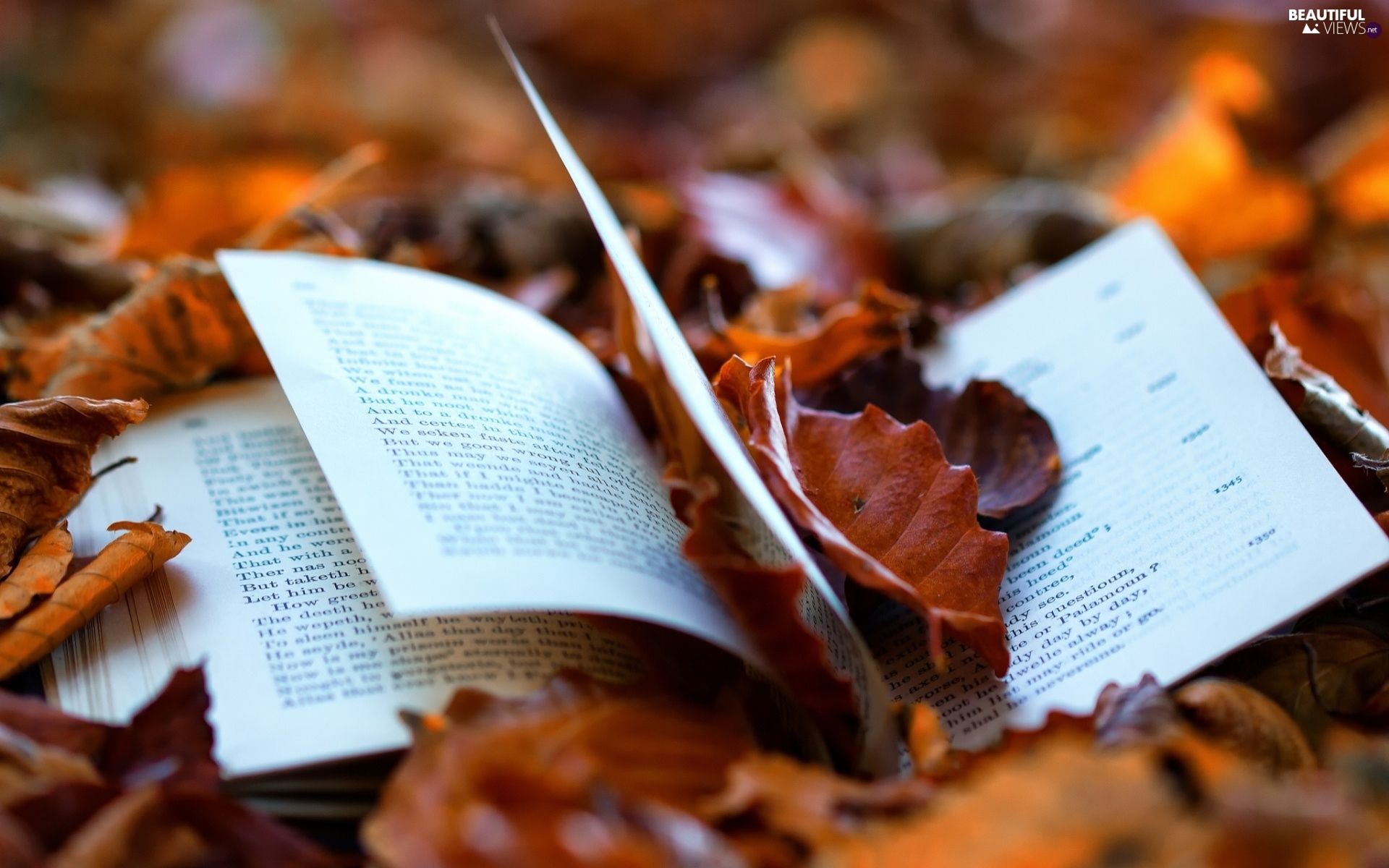 Books Autumn Wallpapers - Wallpaper Cave