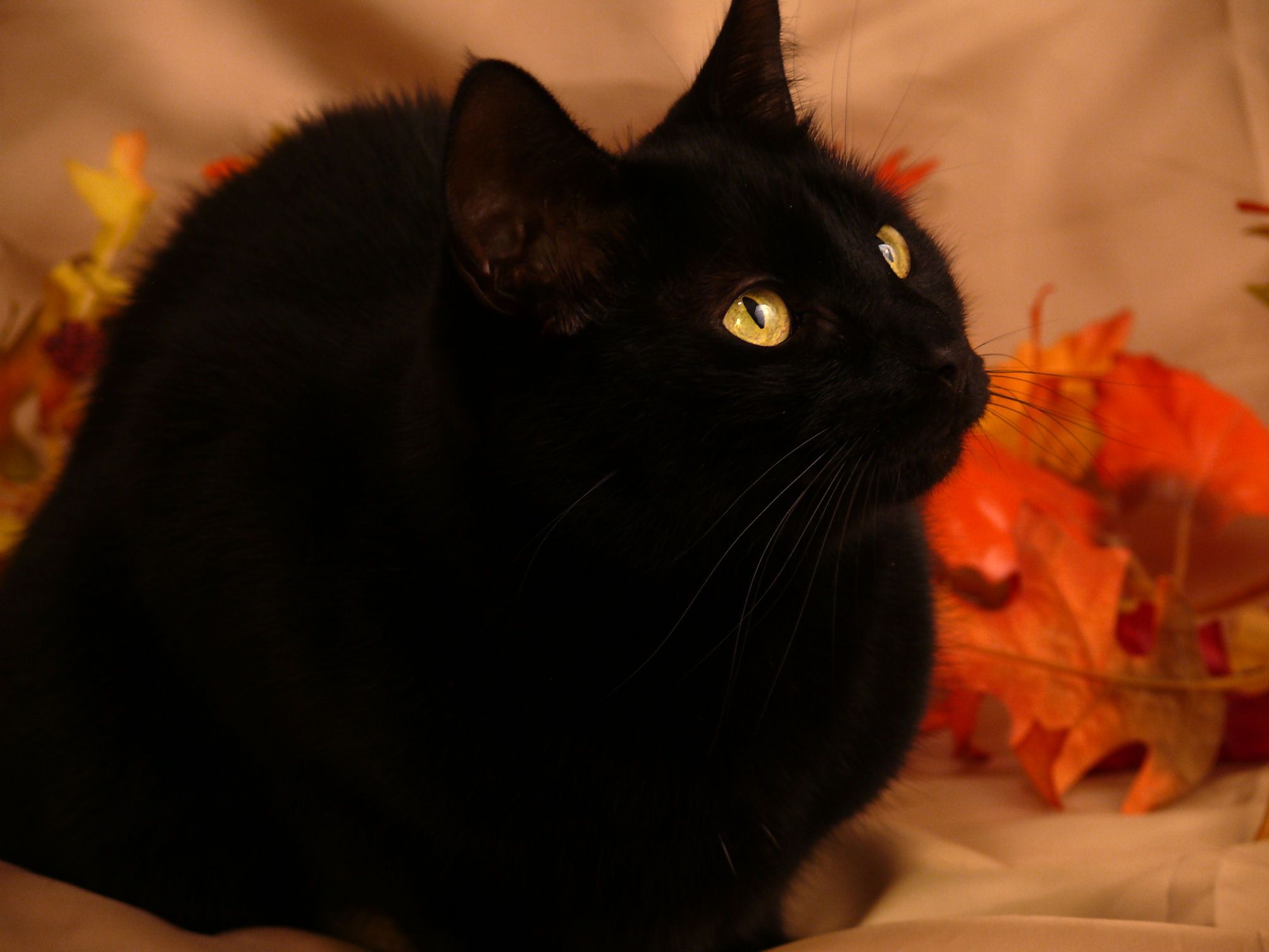 Black Cat Autumn Wallpapers - Wallpaper Cave