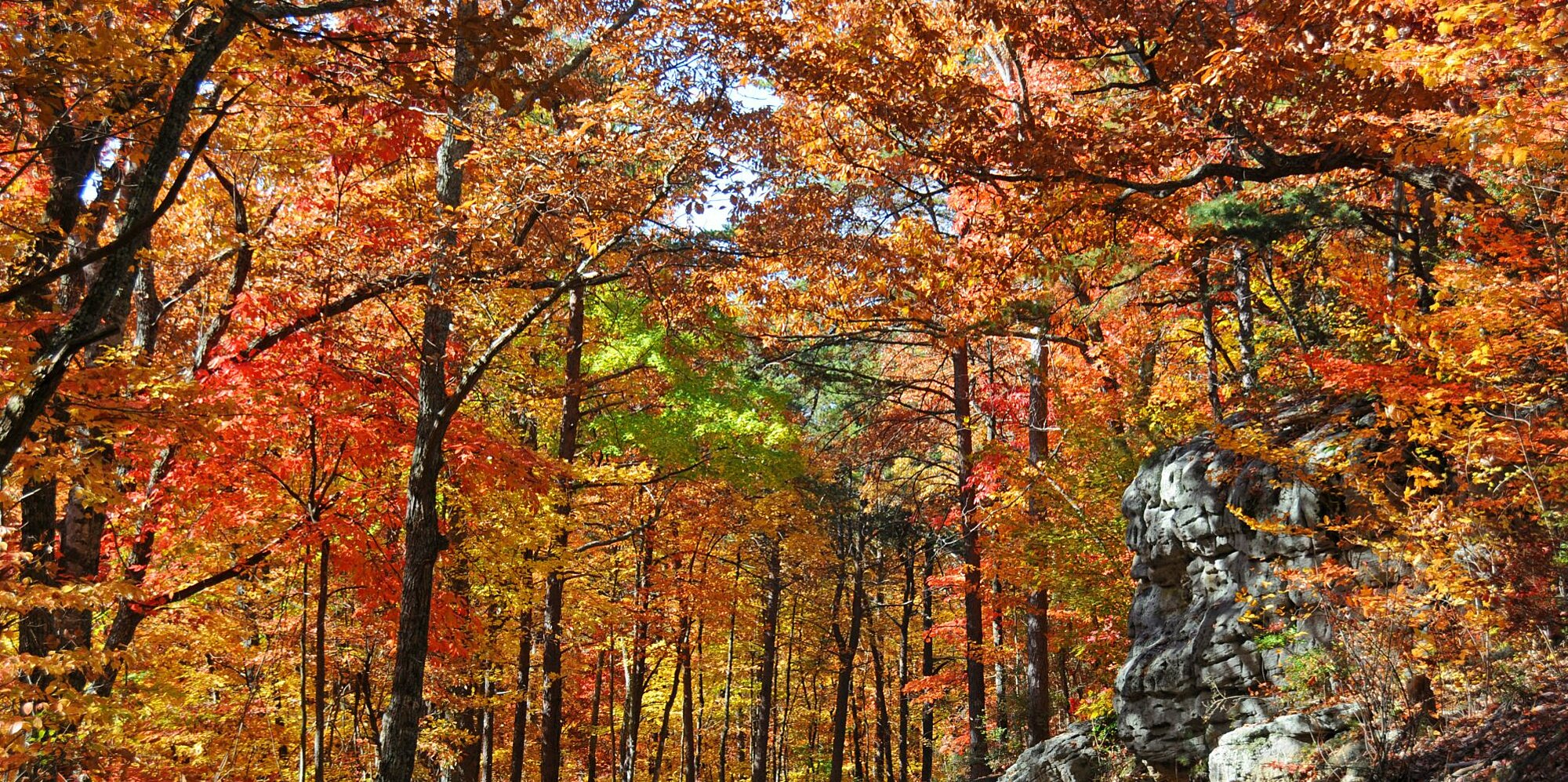 Flying Autumn Leaf Wallpapers - Wallpaper Cave