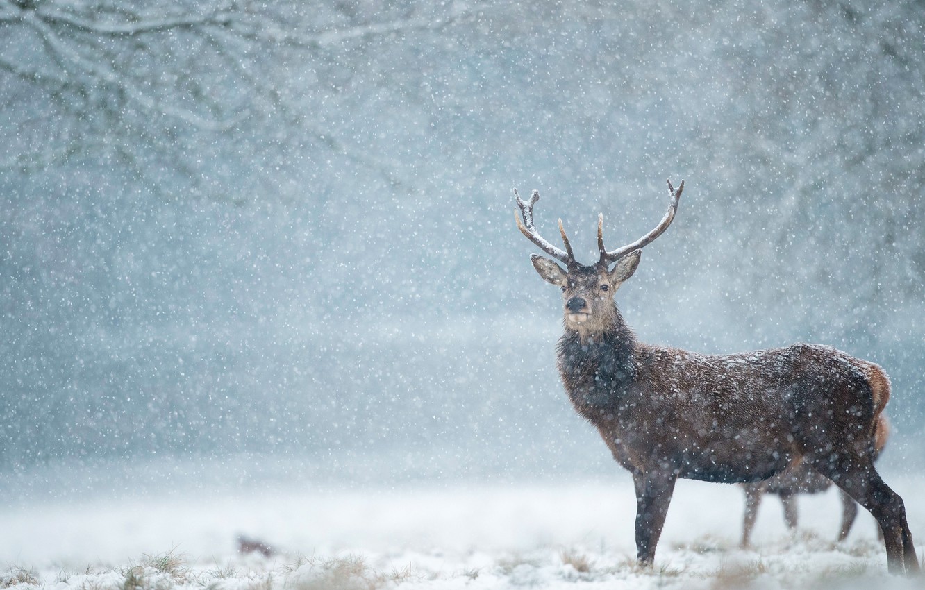 Winter Deers Wallpapers - Wallpaper Cave