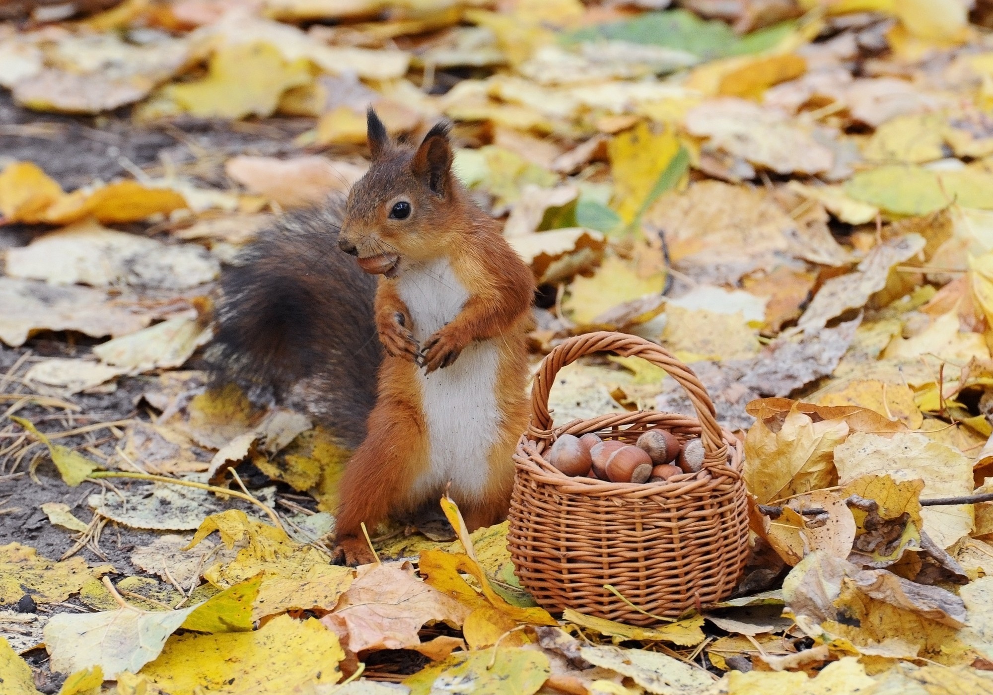 Nuts Autumn Wallpapers - Wallpaper Cave
