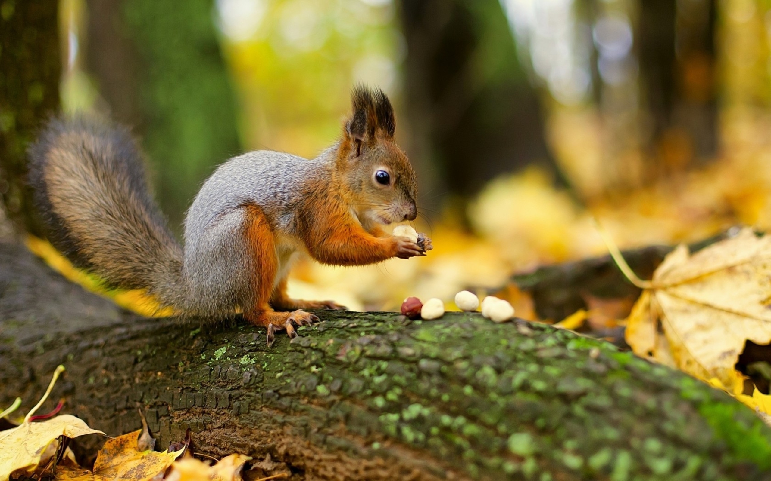 Nuts Autumn Wallpapers - Wallpaper Cave