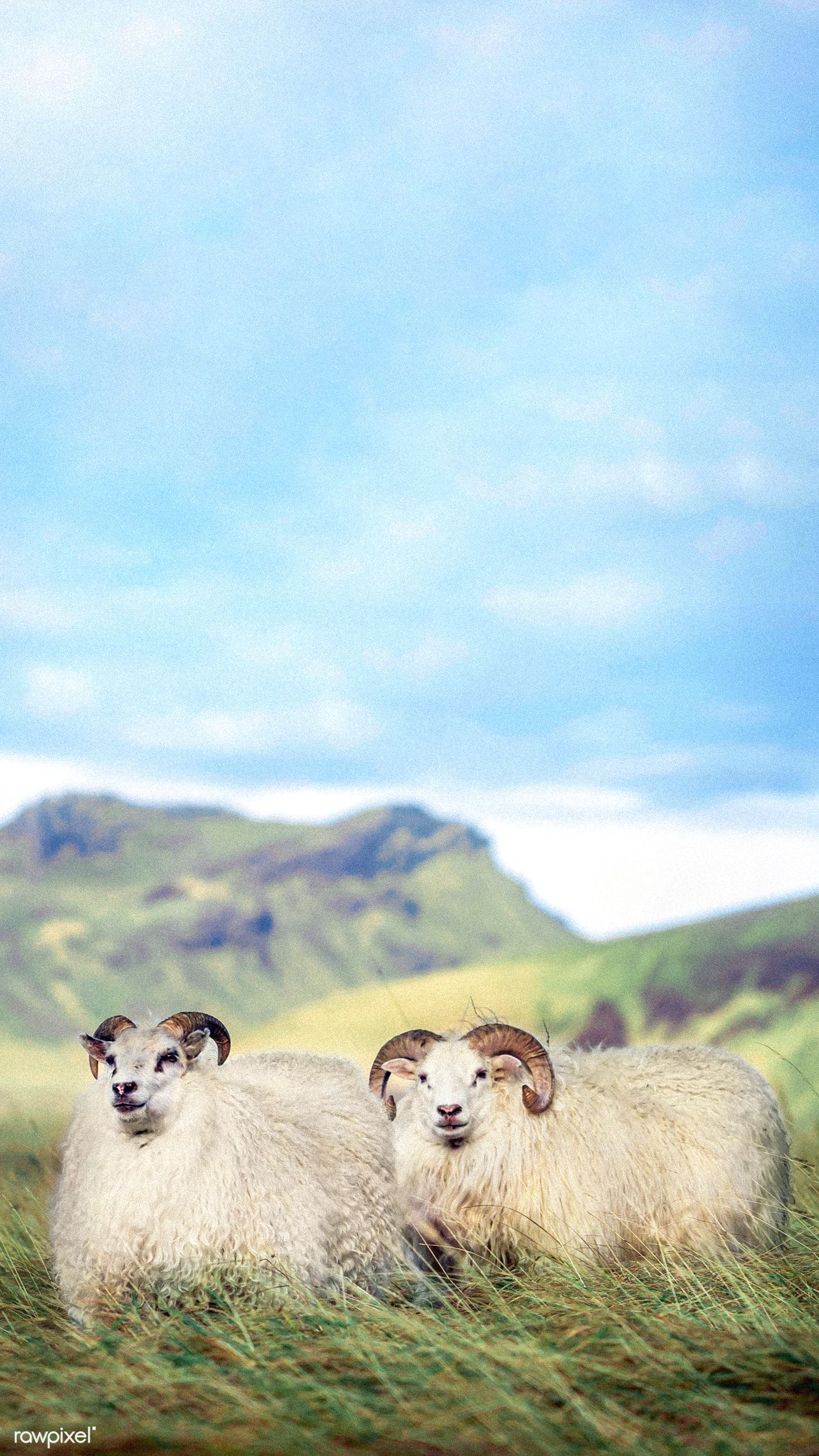 Blue Sheep Wallpapers - Wallpaper Cave