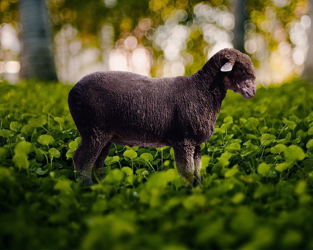 Blue Sheep Wallpapers - Wallpaper Cave