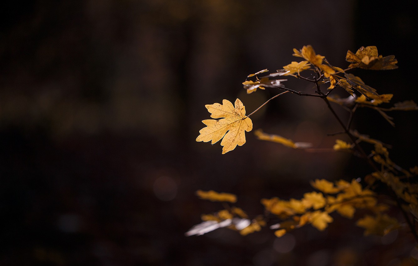 Macro Fall Leaves Wallpaper Autumn Leaves Macro Shots — THOMAS
