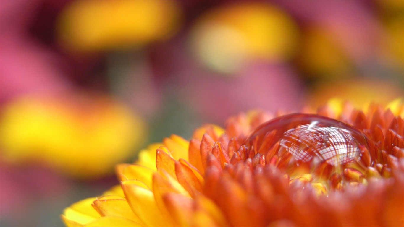 Autumn Macro Wallpapers - Wallpaper Cave