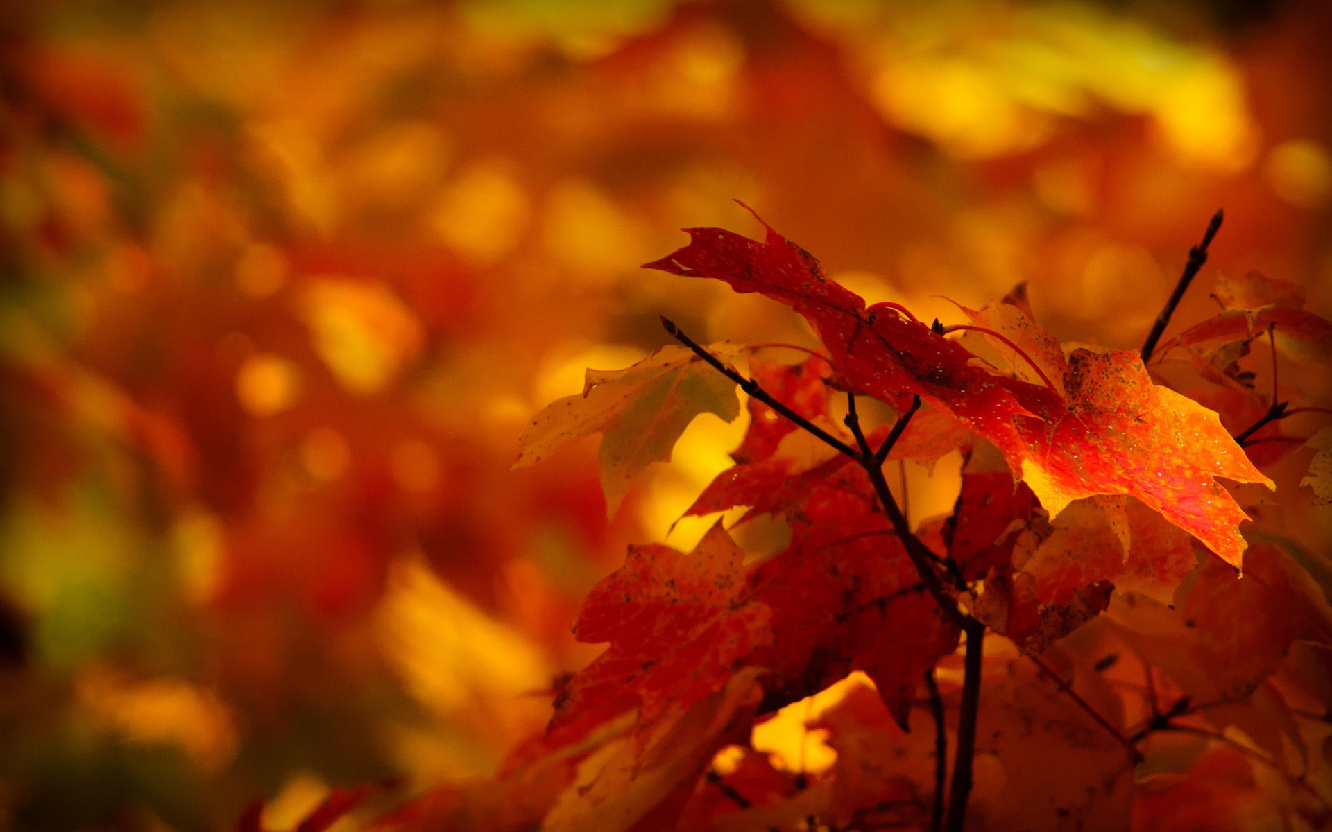 Autumn Macro Wallpapers - Wallpaper Cave