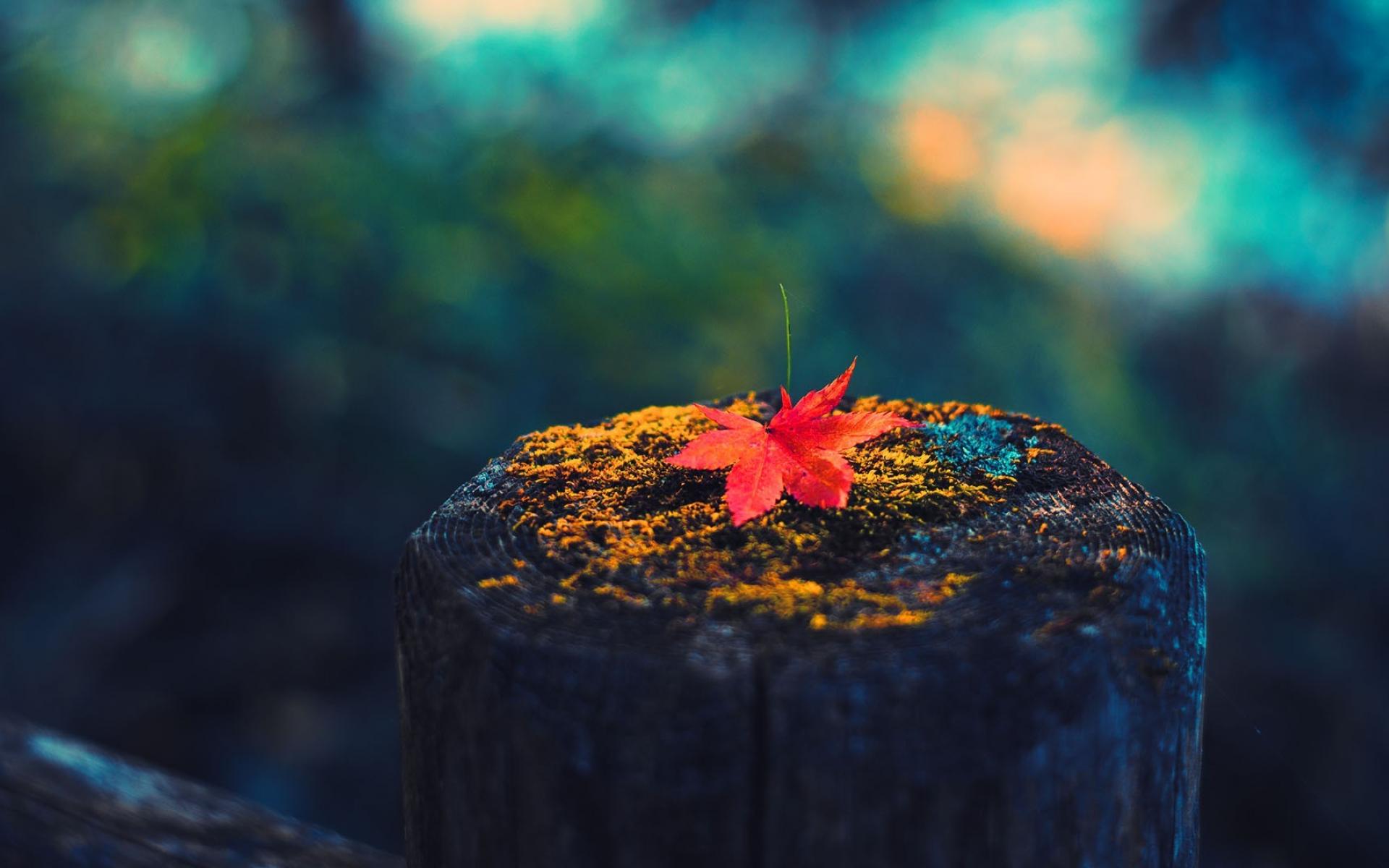Autumn Macro Wallpapers - Wallpaper Cave