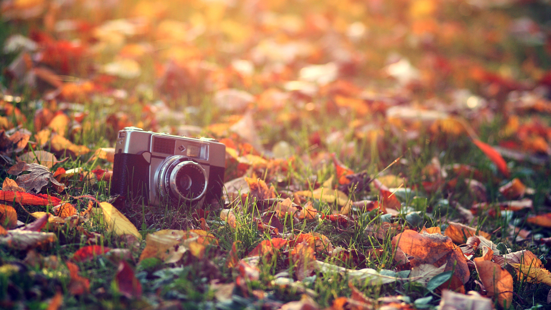 Autumn Macro Wallpapers - Wallpaper Cave