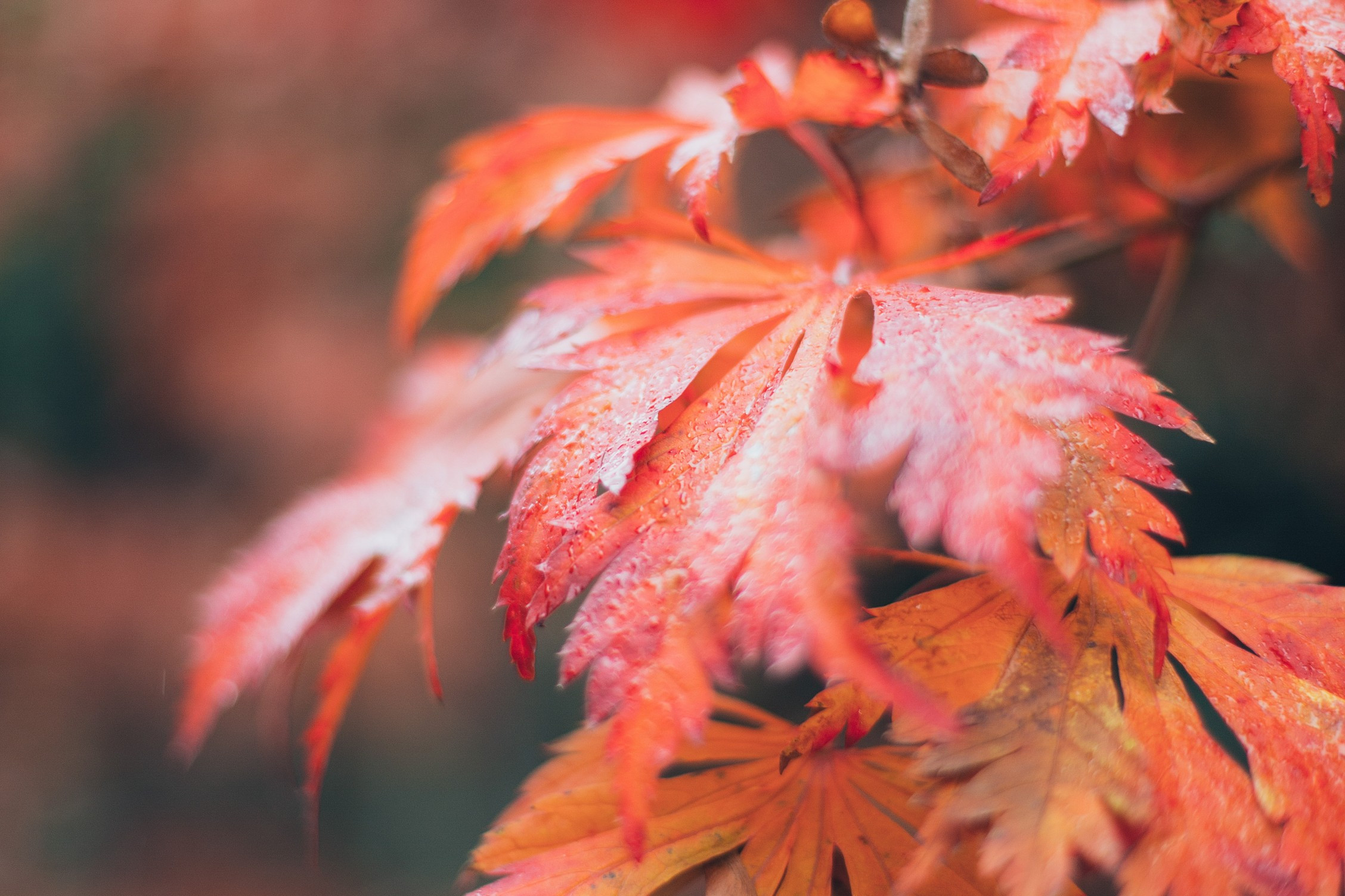 Autumn Macro Wallpapers - Wallpaper Cave