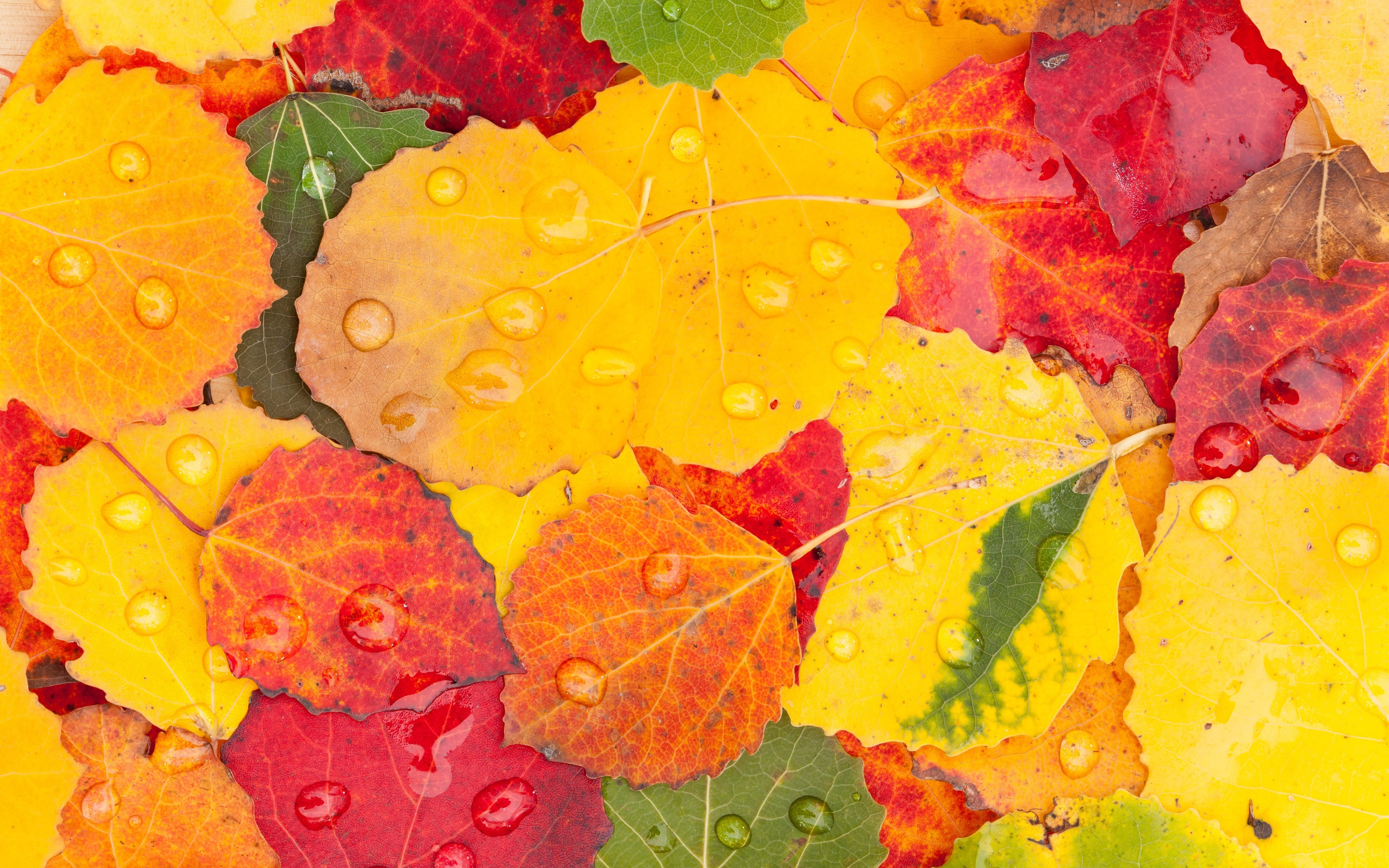 Autumn Macro Wallpapers - Wallpaper Cave