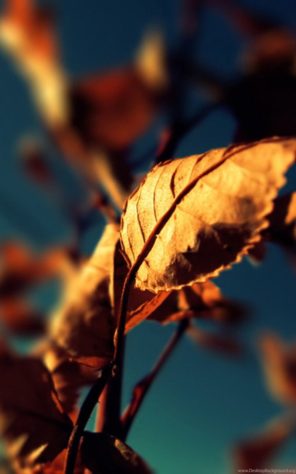 Autumn Macro Wallpapers - Wallpaper Cave