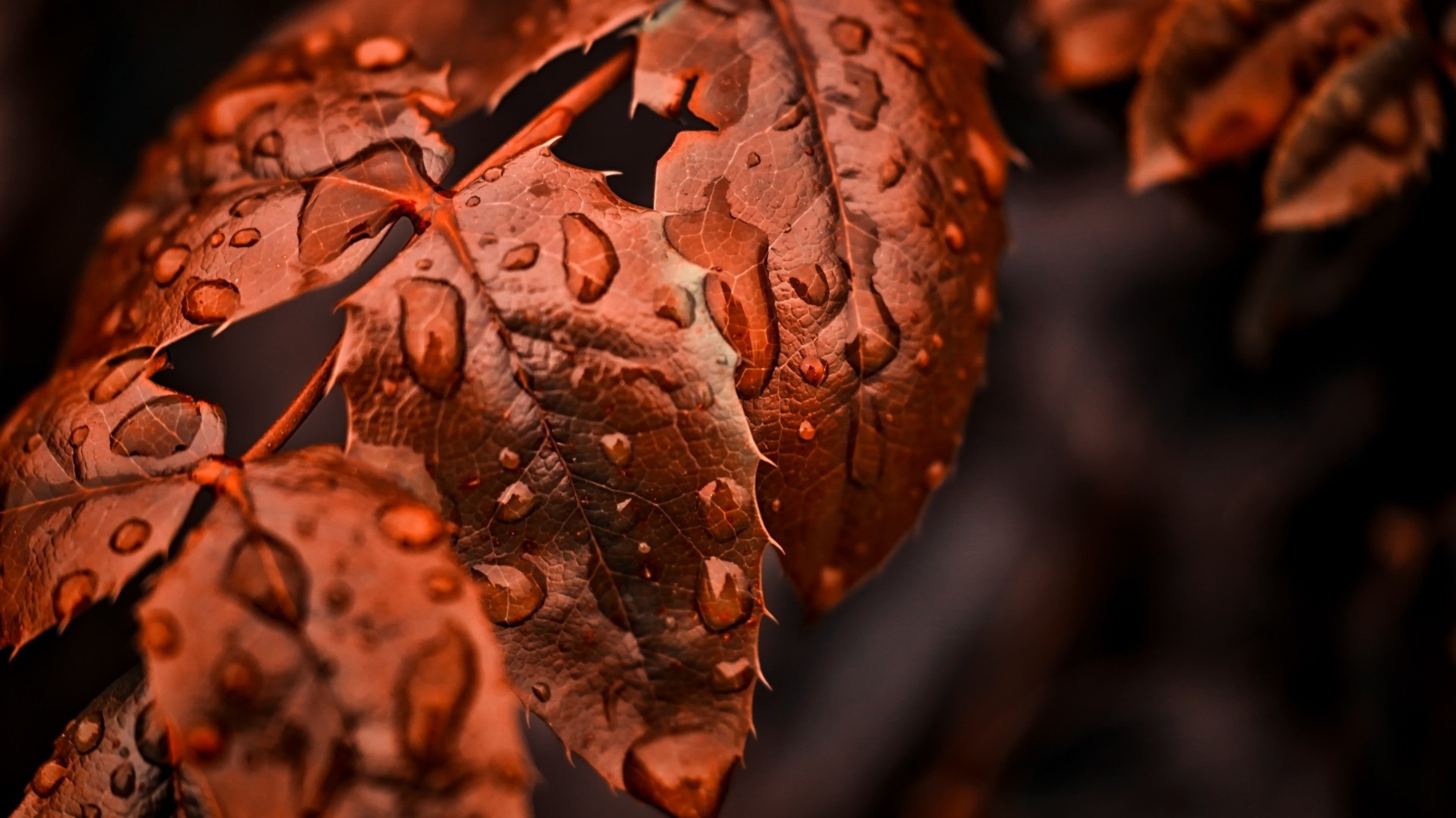 Autumn Macro Wallpapers - Wallpaper Cave