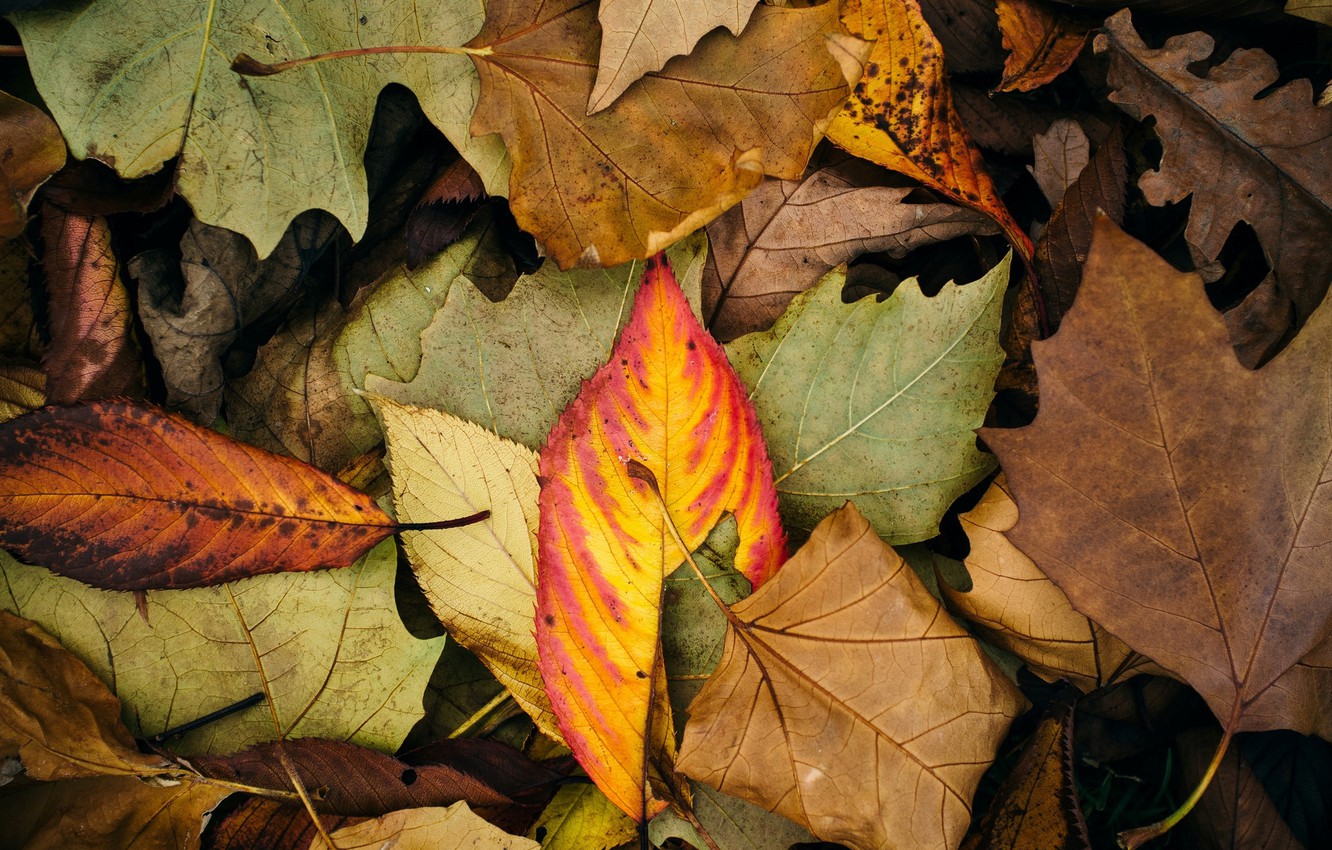 Autumn Macro Wallpapers - Wallpaper Cave