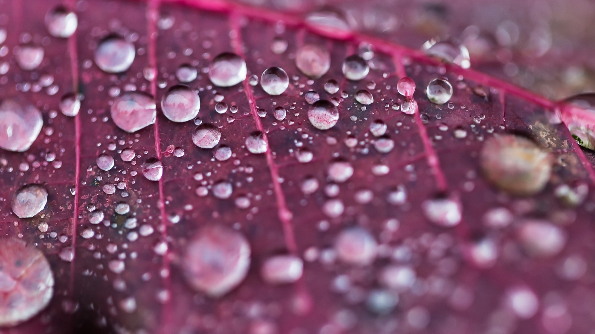 Autumn Macro Wallpapers - Wallpaper Cave