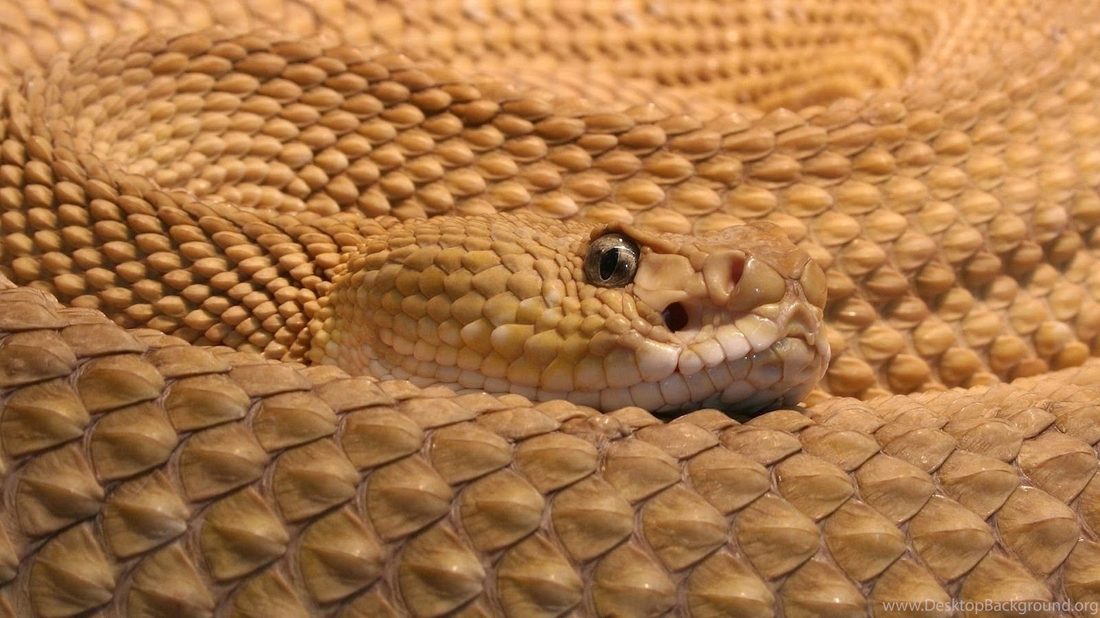 Big Snakes Wallpapers - Wallpaper Cave