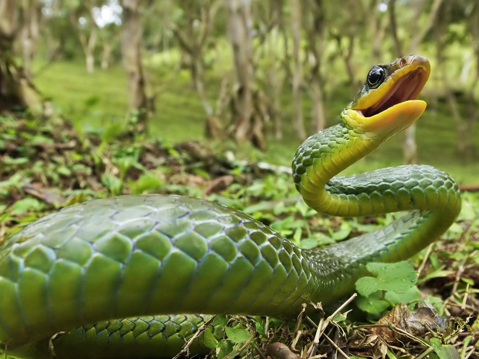 Big Snakes Wallpapers - Wallpaper Cave