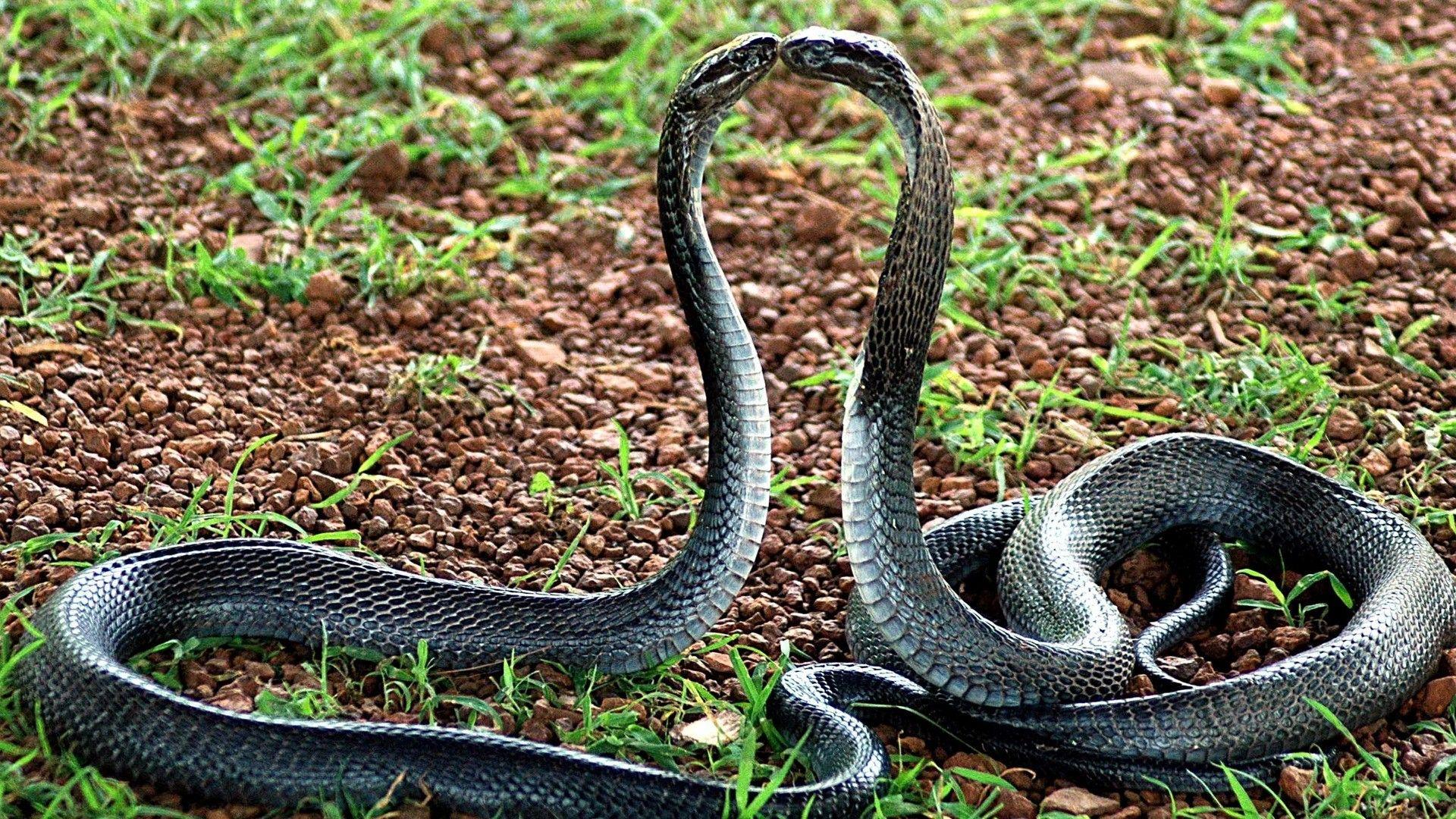 Big Snakes Wallpapers - Wallpaper Cave