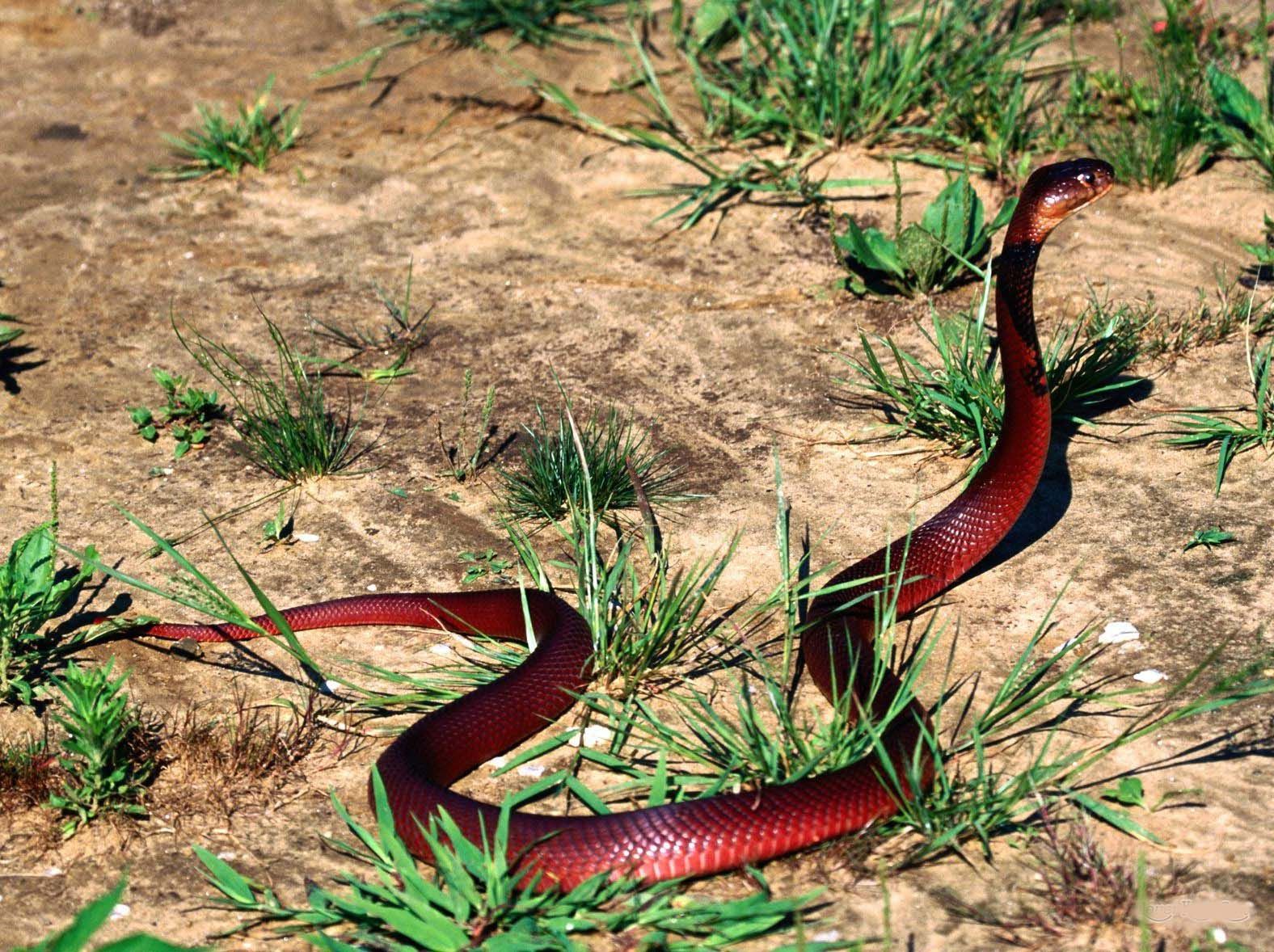 Big Snakes Wallpapers - Wallpaper Cave