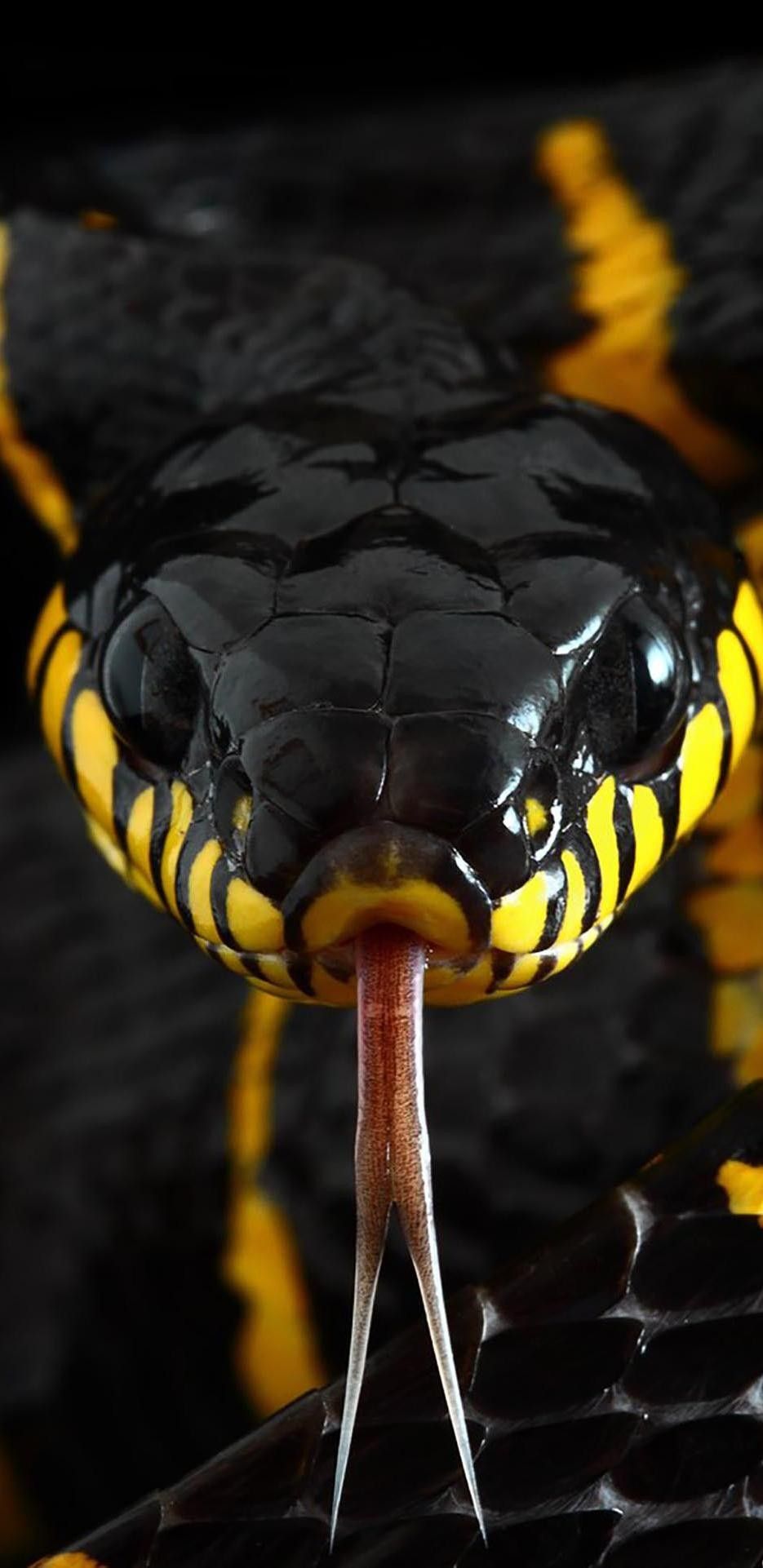 Big Snakes Wallpapers - Wallpaper Cave