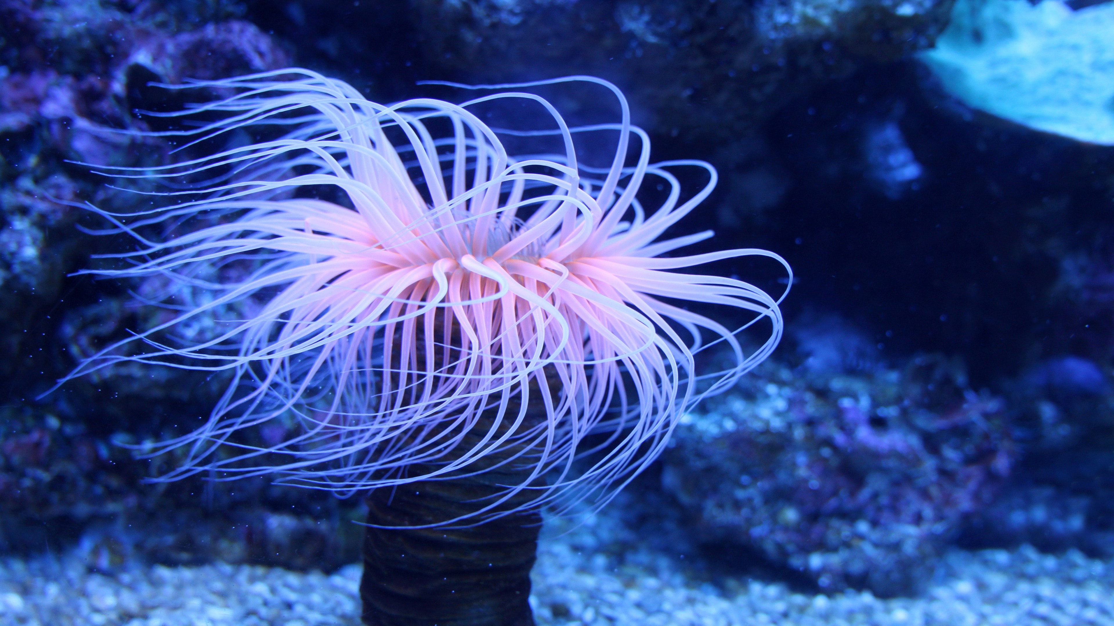 Sea Anemone Wallpapers - Wallpaper Cave