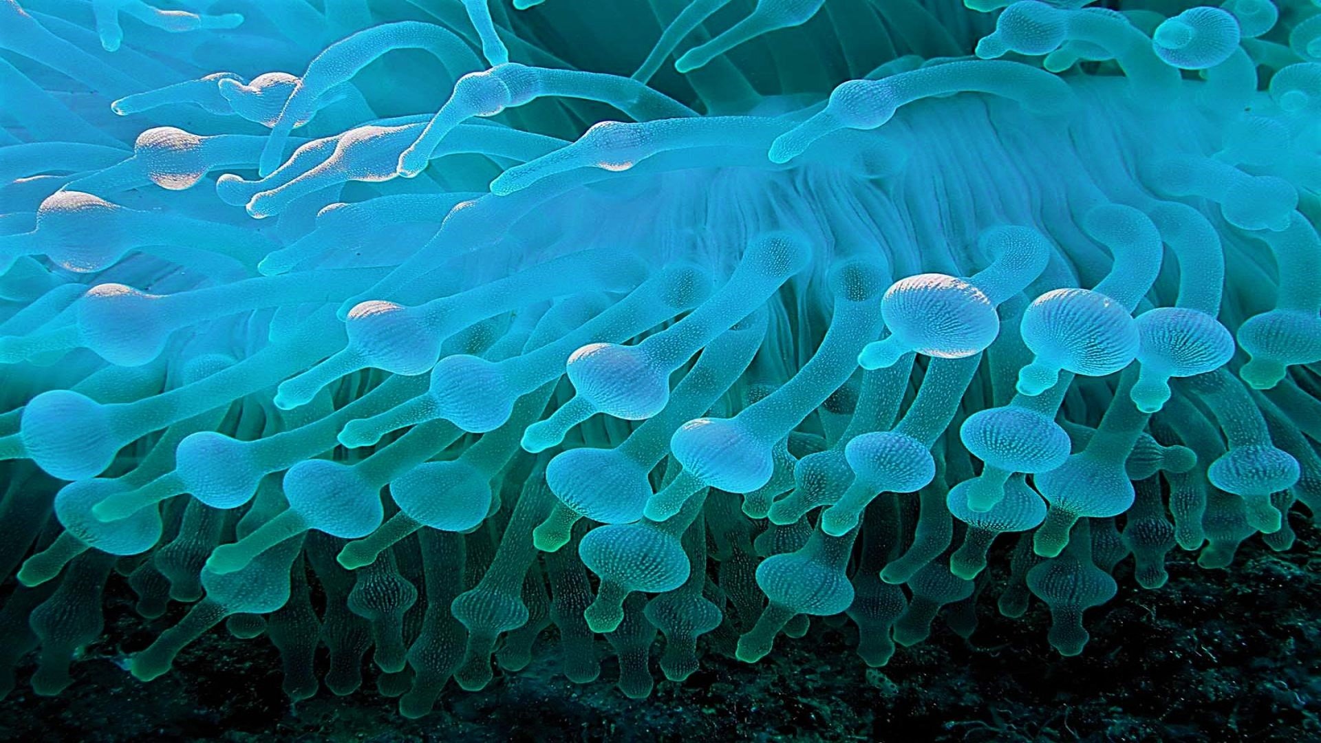 Sea Anemone Wallpapers - Wallpaper Cave