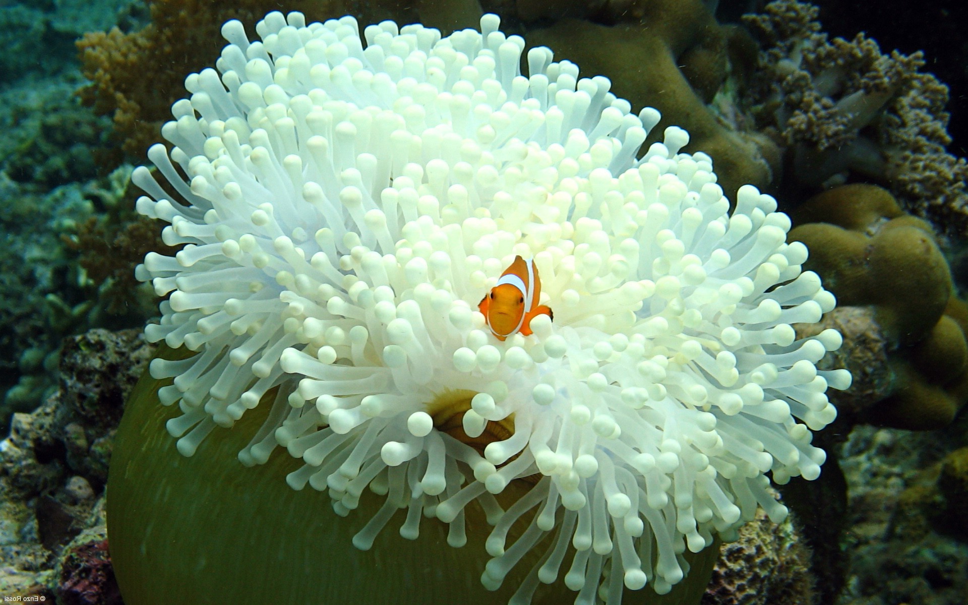 Sea Anemone Wallpapers - Wallpaper Cave