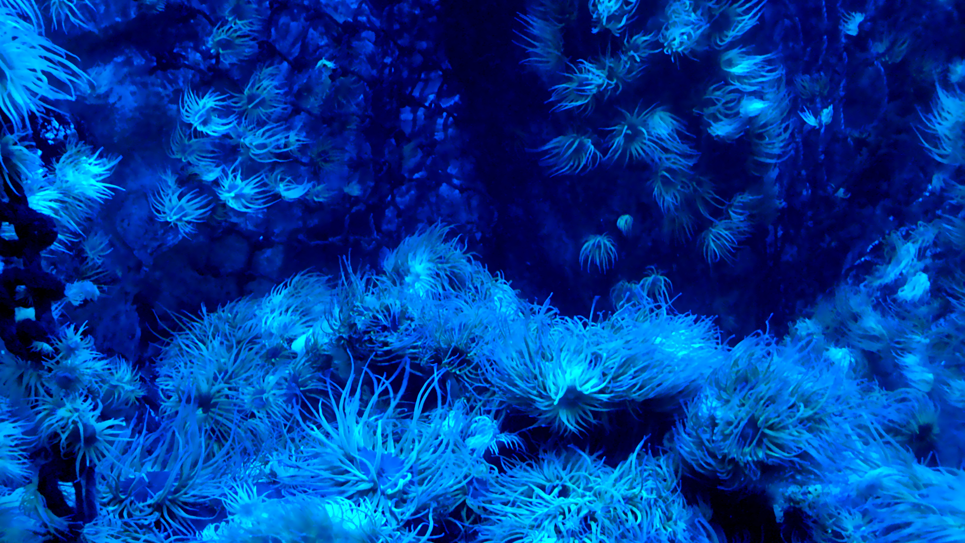 Sea Anemone Wallpapers - Wallpaper Cave