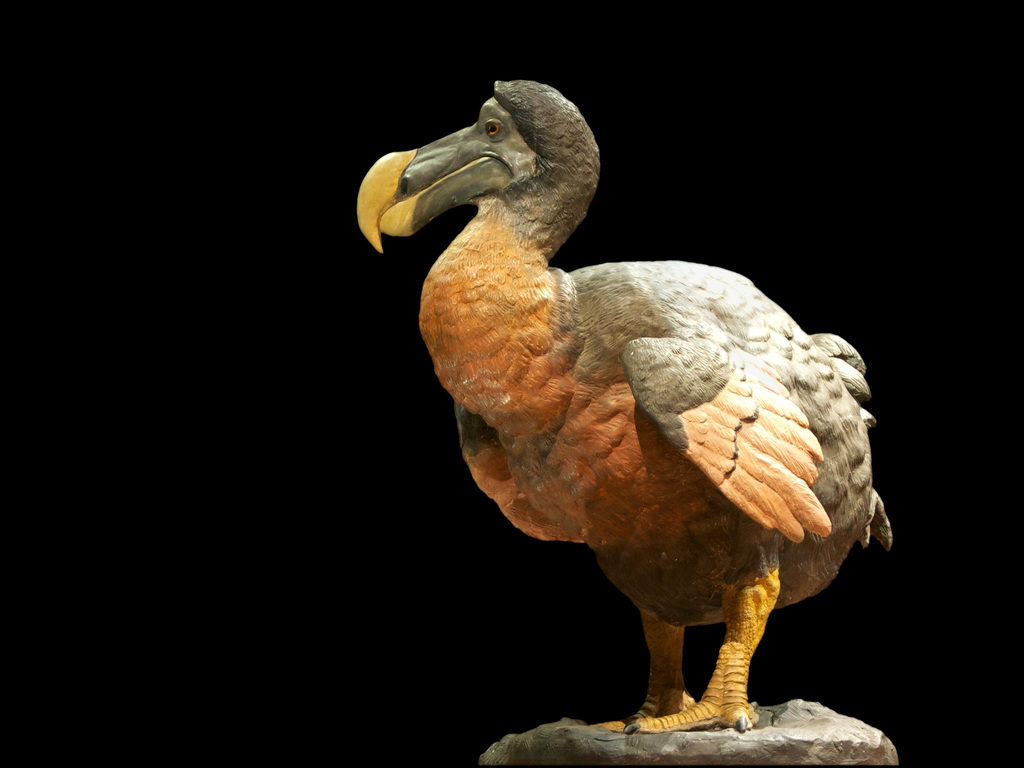 Dodo Bird Wallpapers - Wallpaper Cave