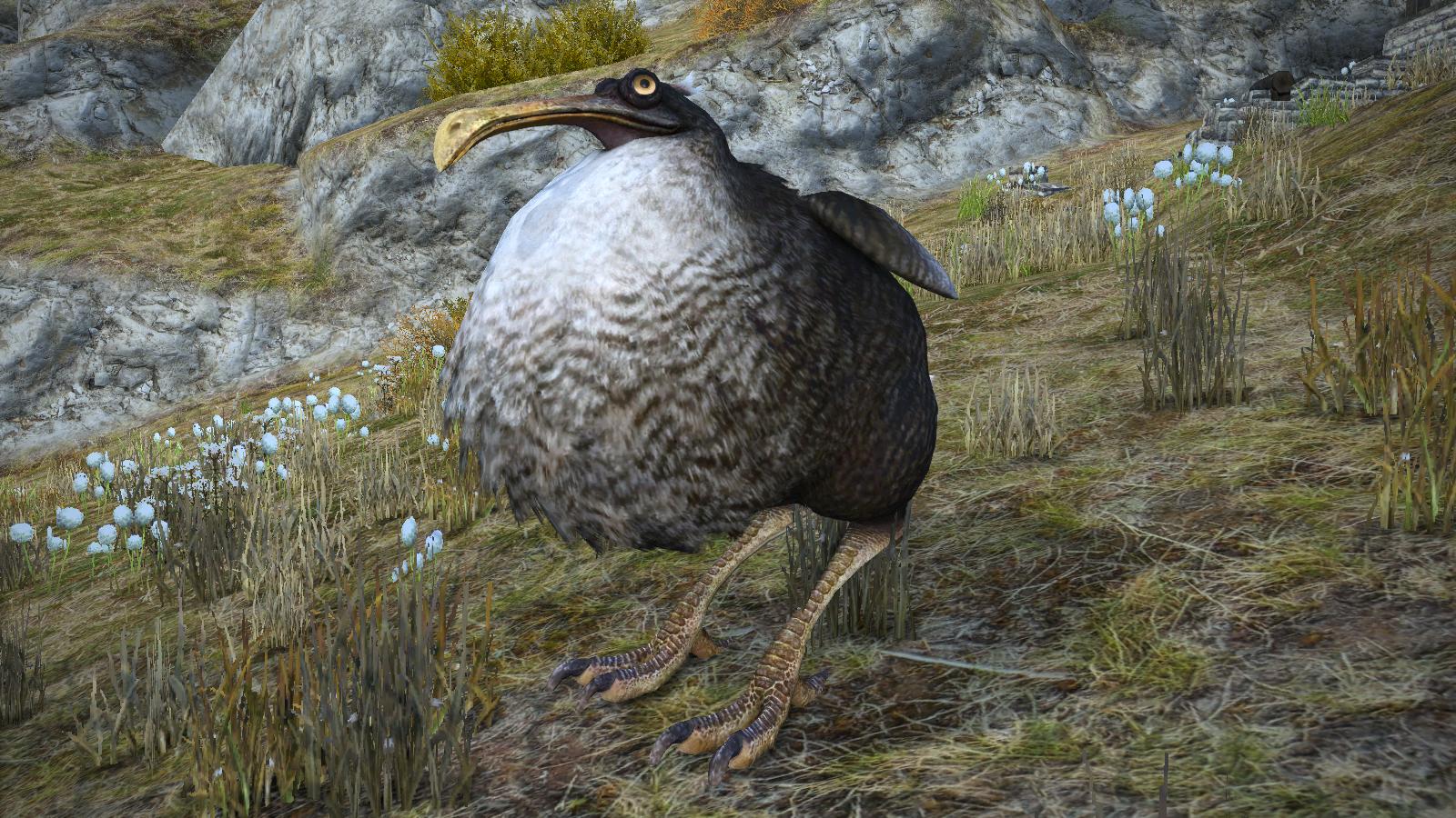 Dodo Bird Wallpapers - Wallpaper Cave