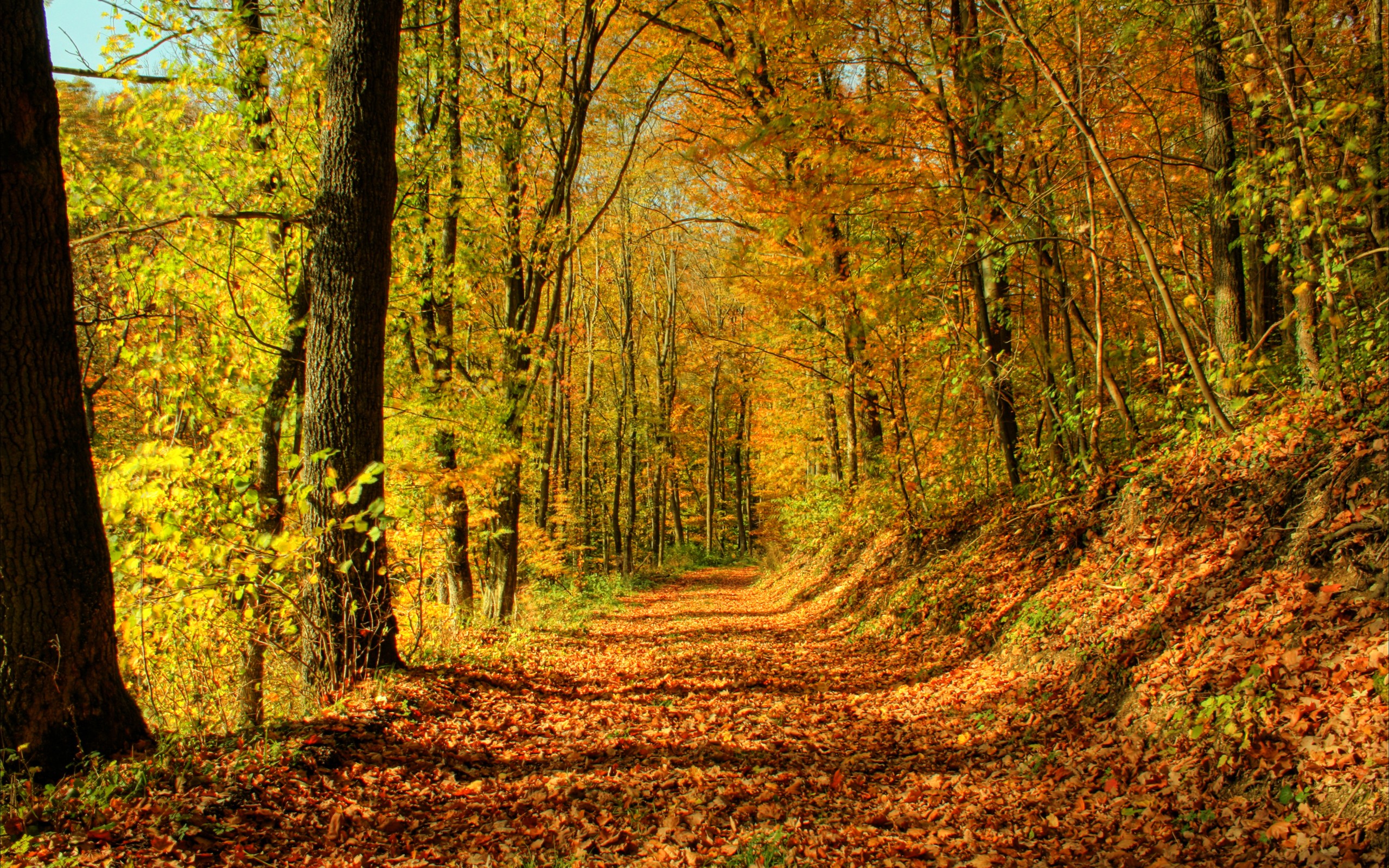Autumn Paths Wallpapers - Wallpaper Cave