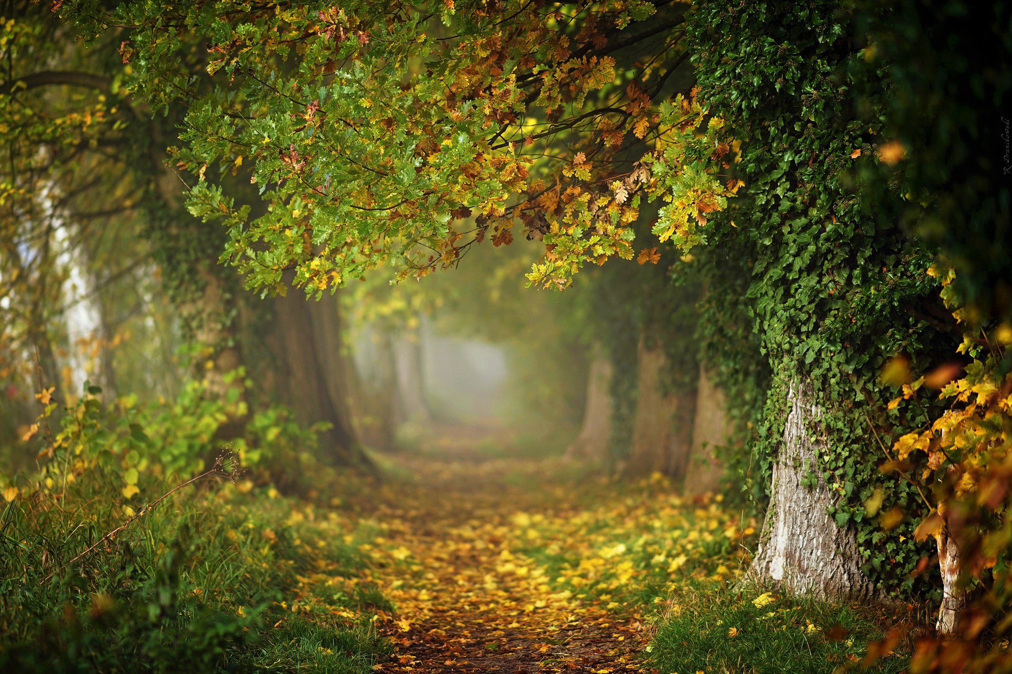 Autumn Paths Wallpapers - Wallpaper Cave