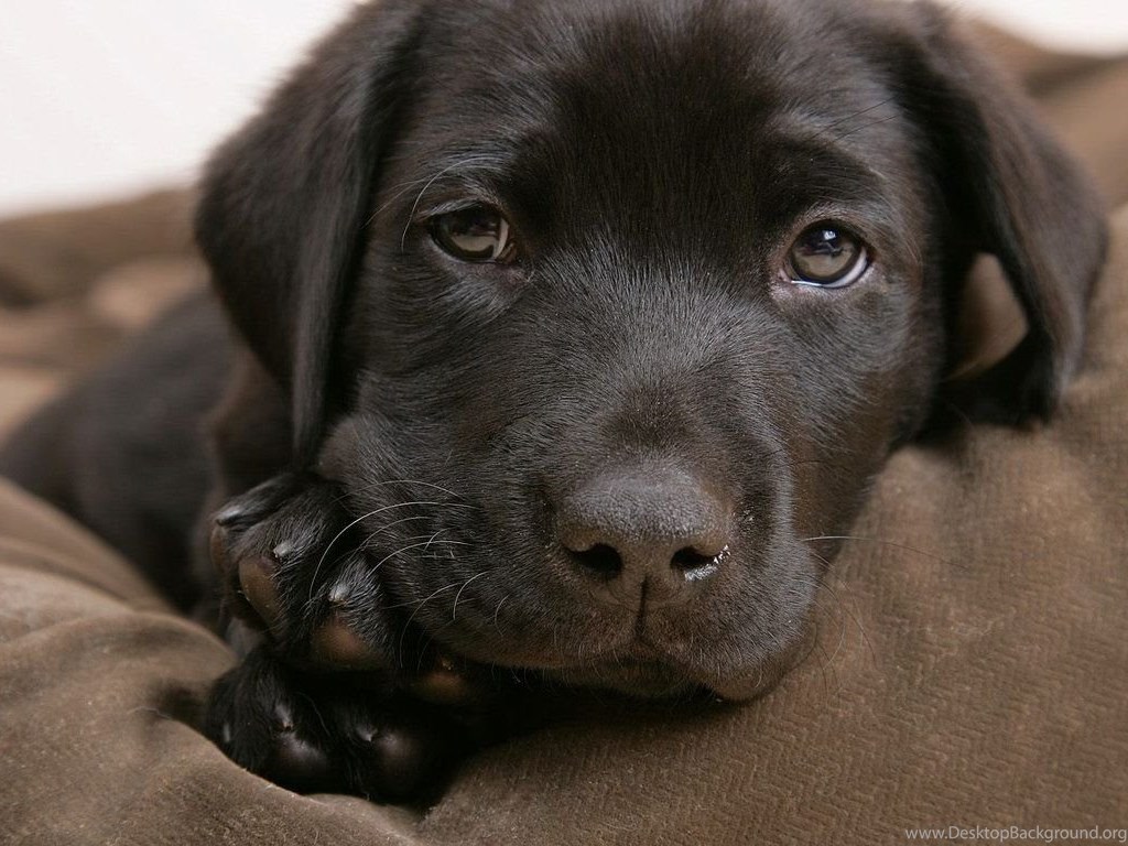 Brown Lab Wallpapers - Wallpaper Cave