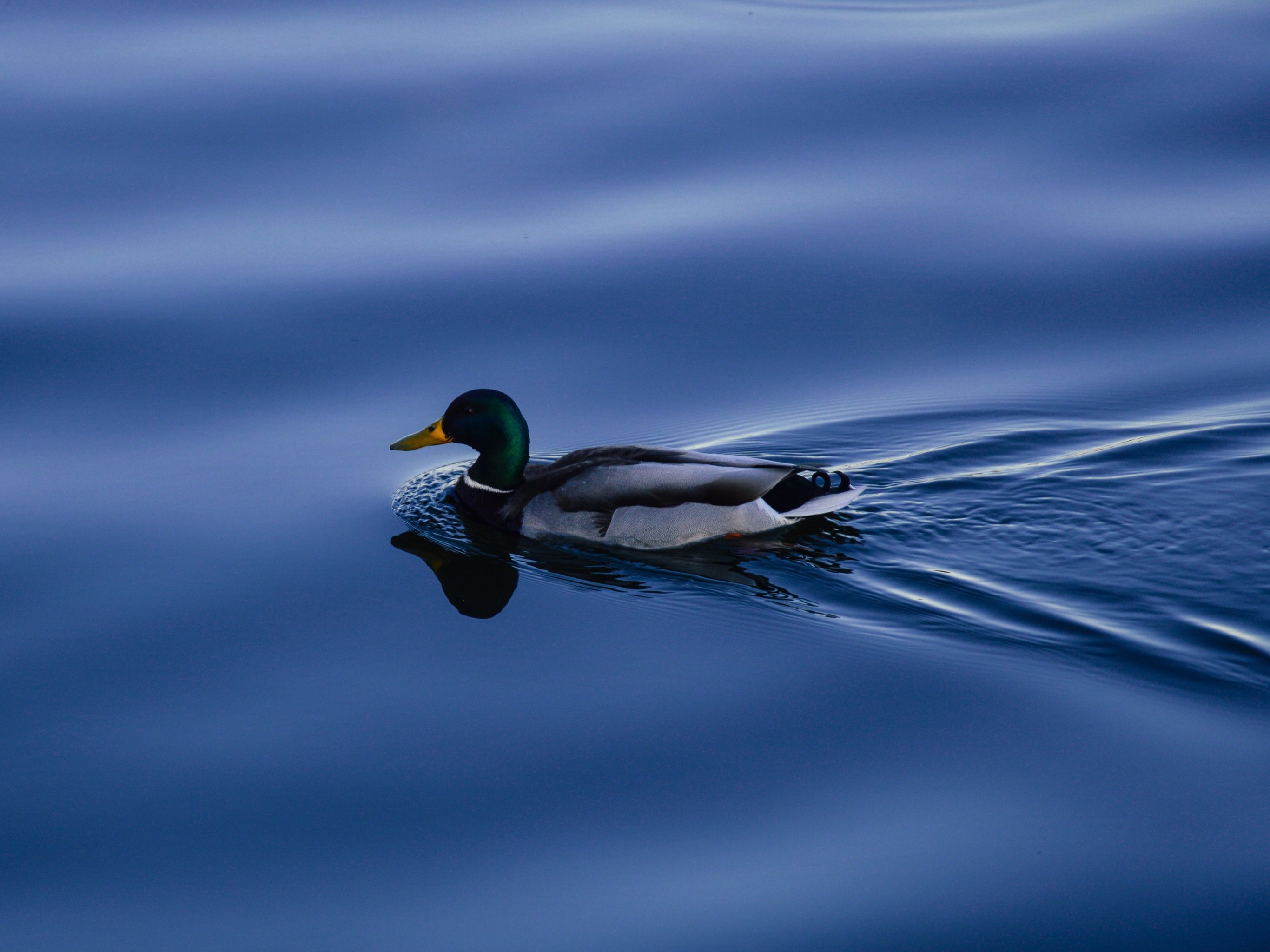 Ducks In Water Wallpapers - Wallpaper Cave