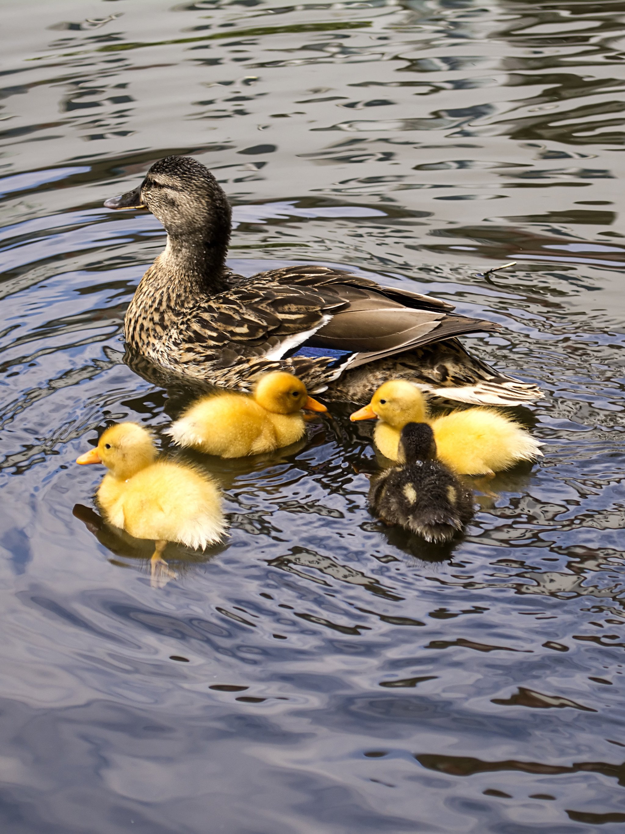 Ducks In Water Wallpapers - Wallpaper Cave