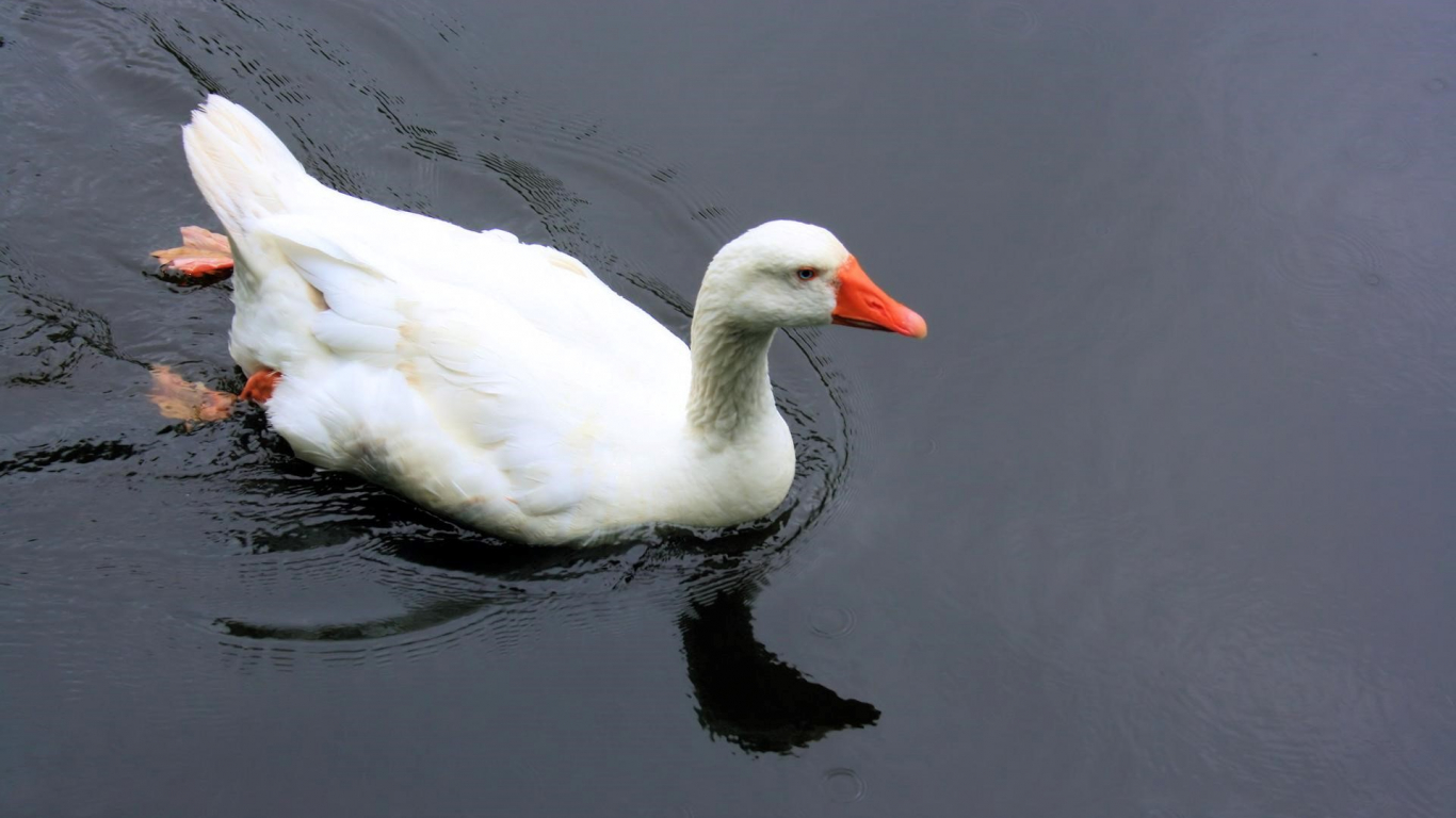 Ducks In Water Wallpapers - Wallpaper Cave