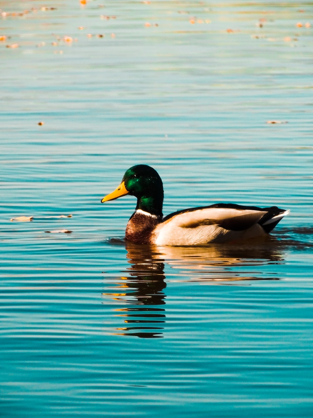 Ducks In Water Wallpapers - Wallpaper Cave