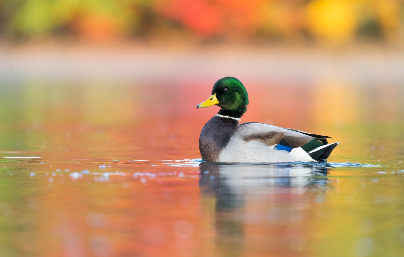 Ducks In Water Wallpapers - Wallpaper Cave