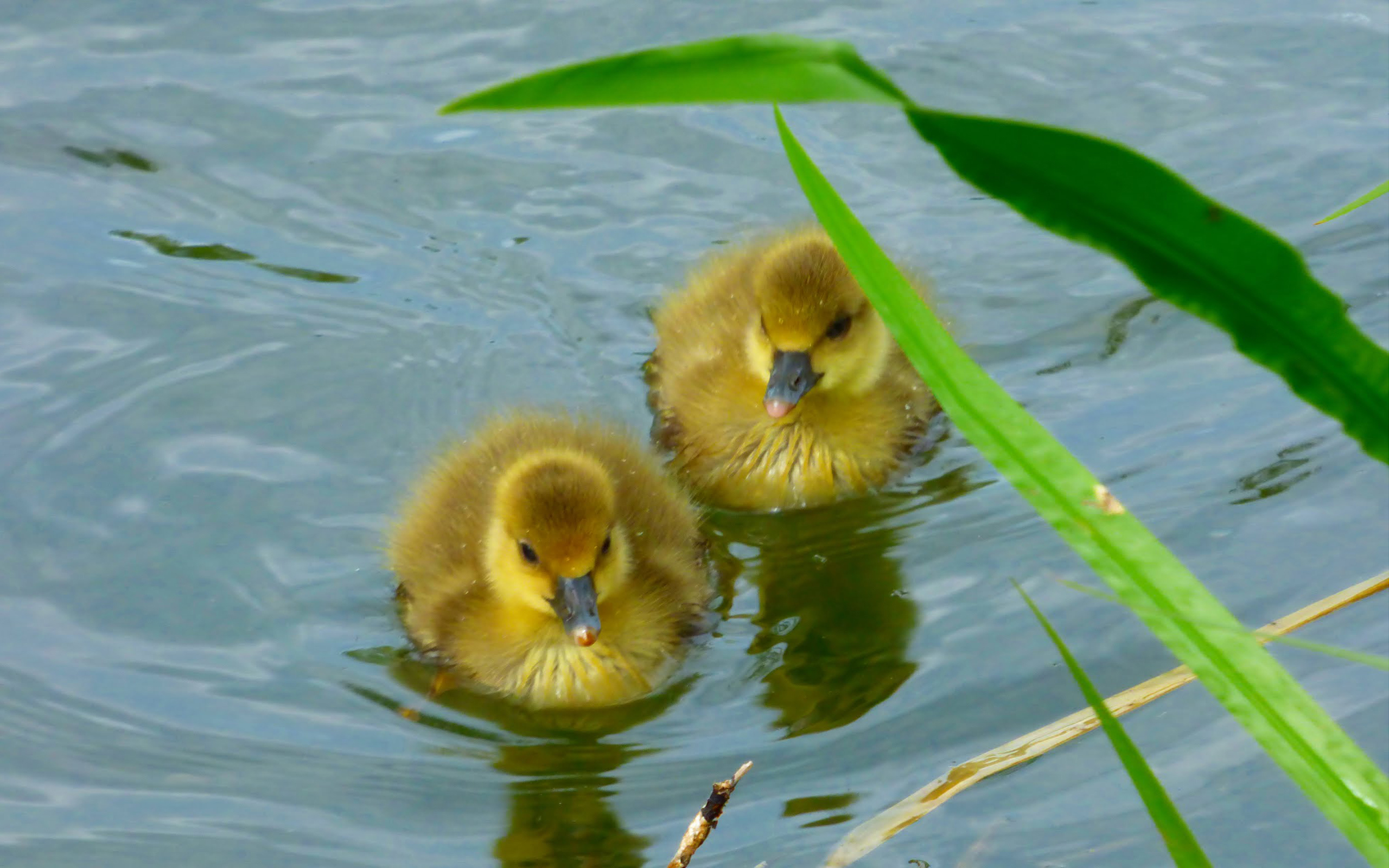 Ducks In Water Wallpapers - Wallpaper Cave