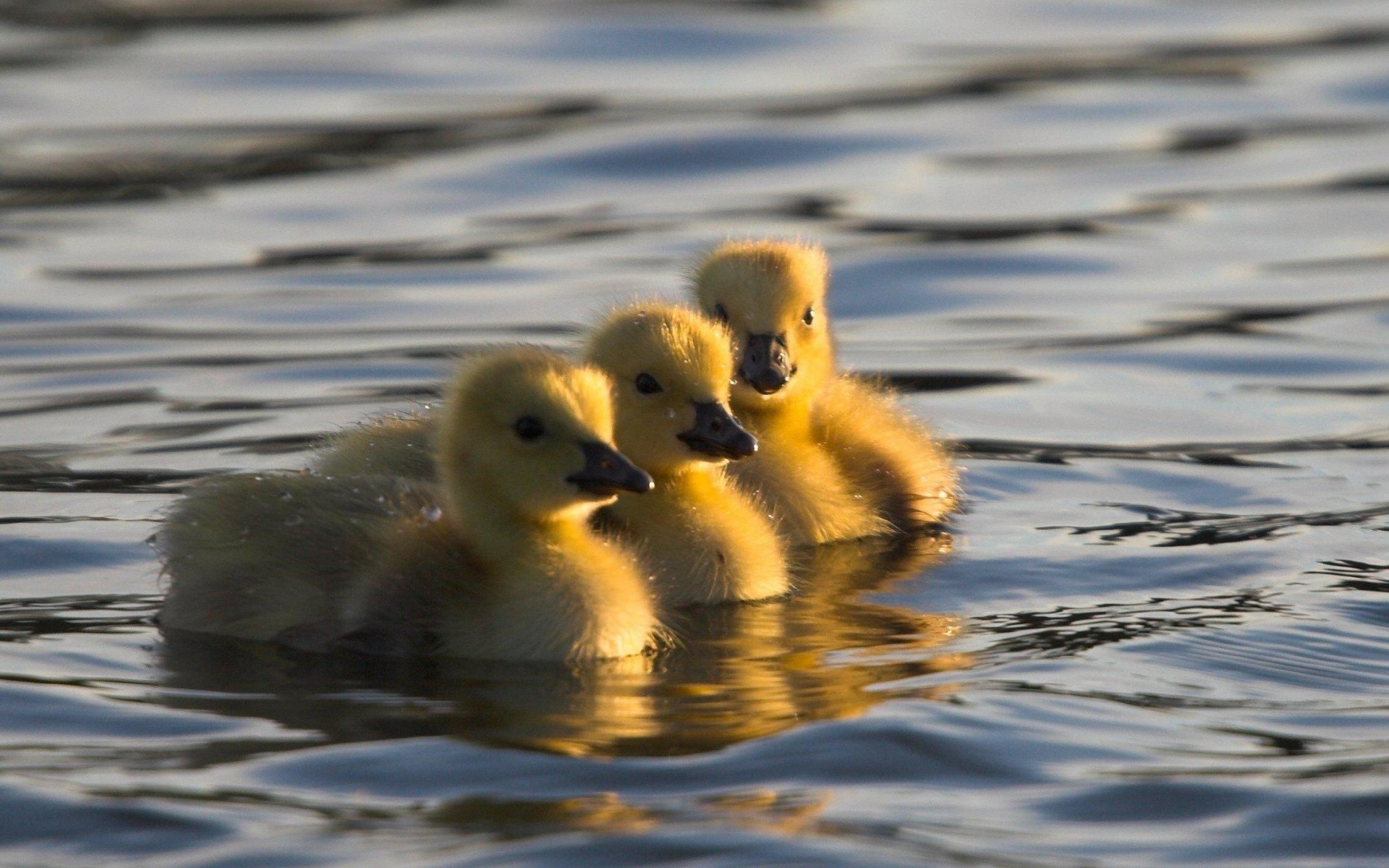 Ducks In Water Wallpapers - Wallpaper Cave