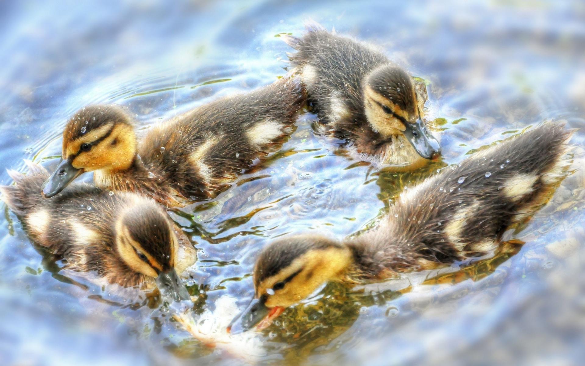 Ducks In Water Wallpapers - Wallpaper Cave