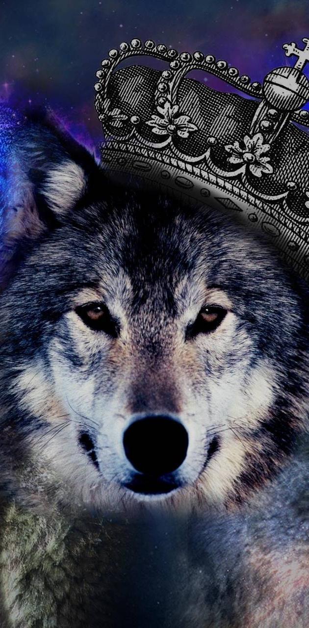 King Wolf Wallpapers - Wallpaper Cave