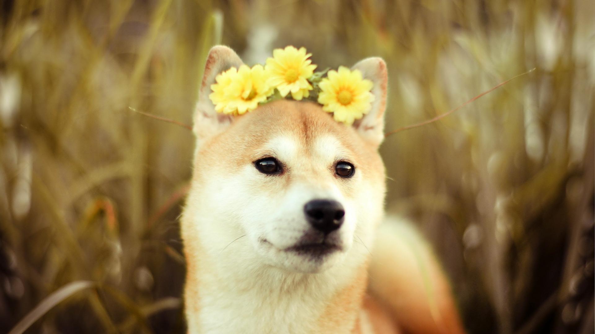 Dogs In Flowers Wallpapers - Wallpaper Cave