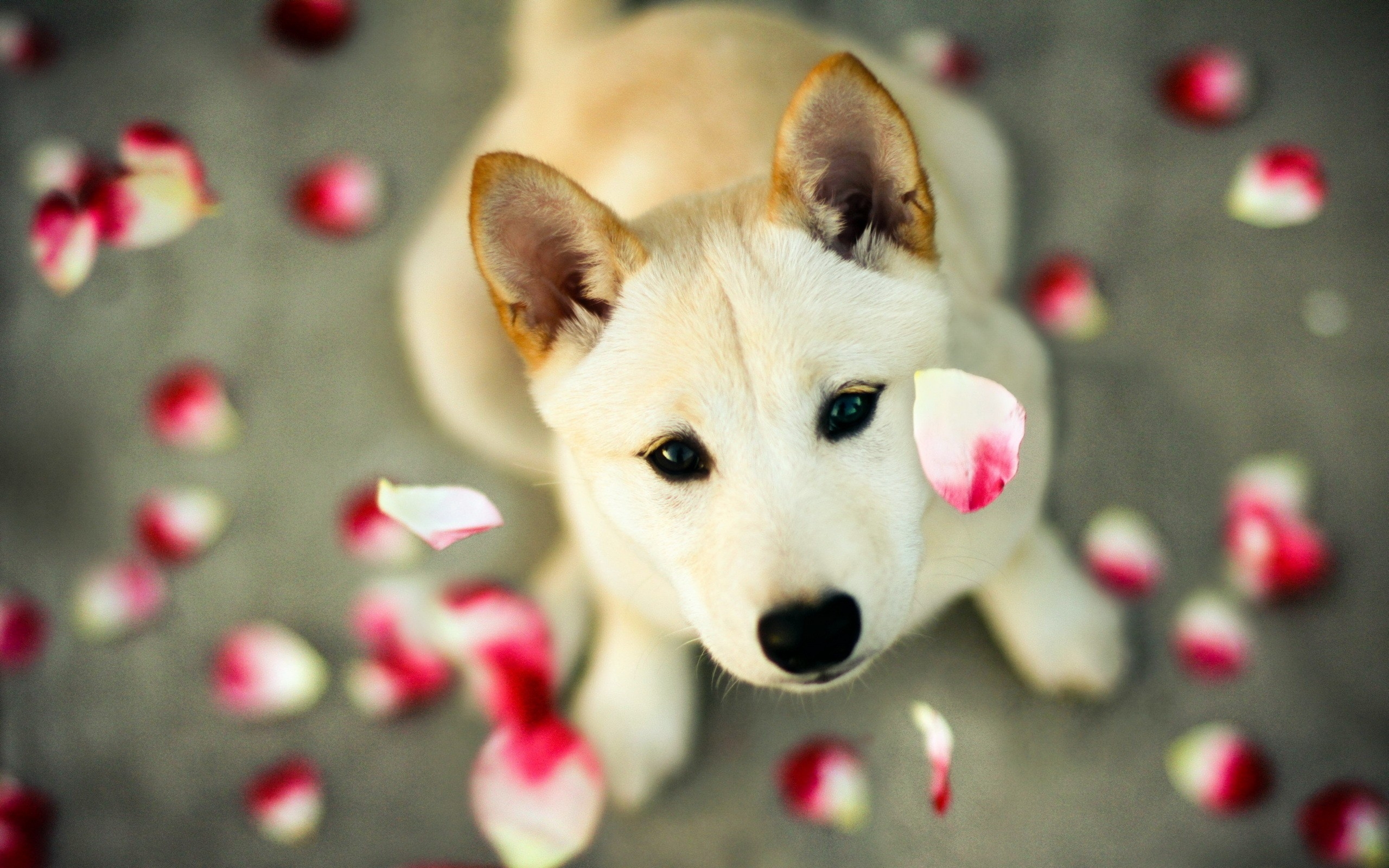 Dogs In Flowers Wallpapers - Wallpaper Cave