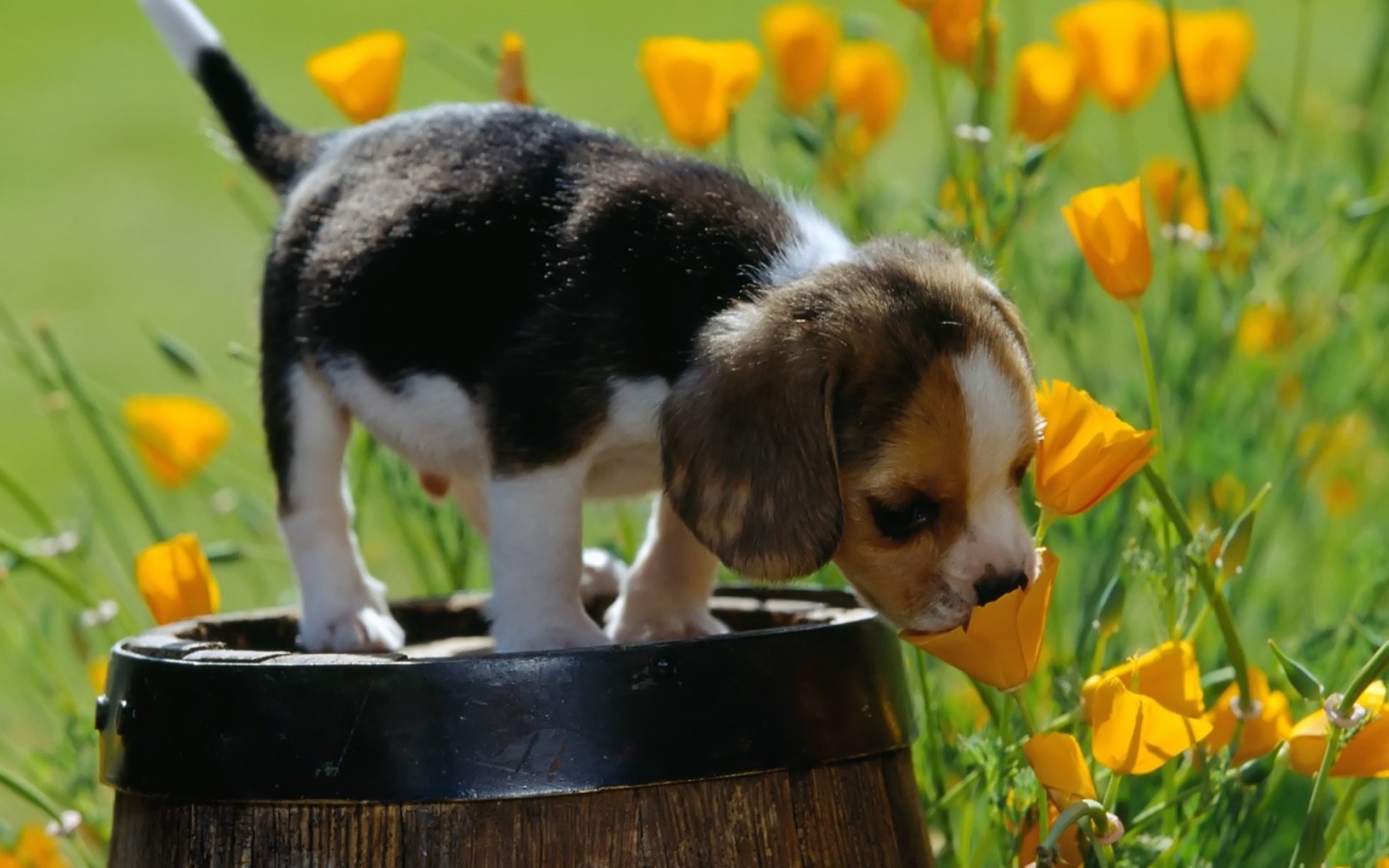 Dogs In Flowers Wallpapers - Wallpaper Cave