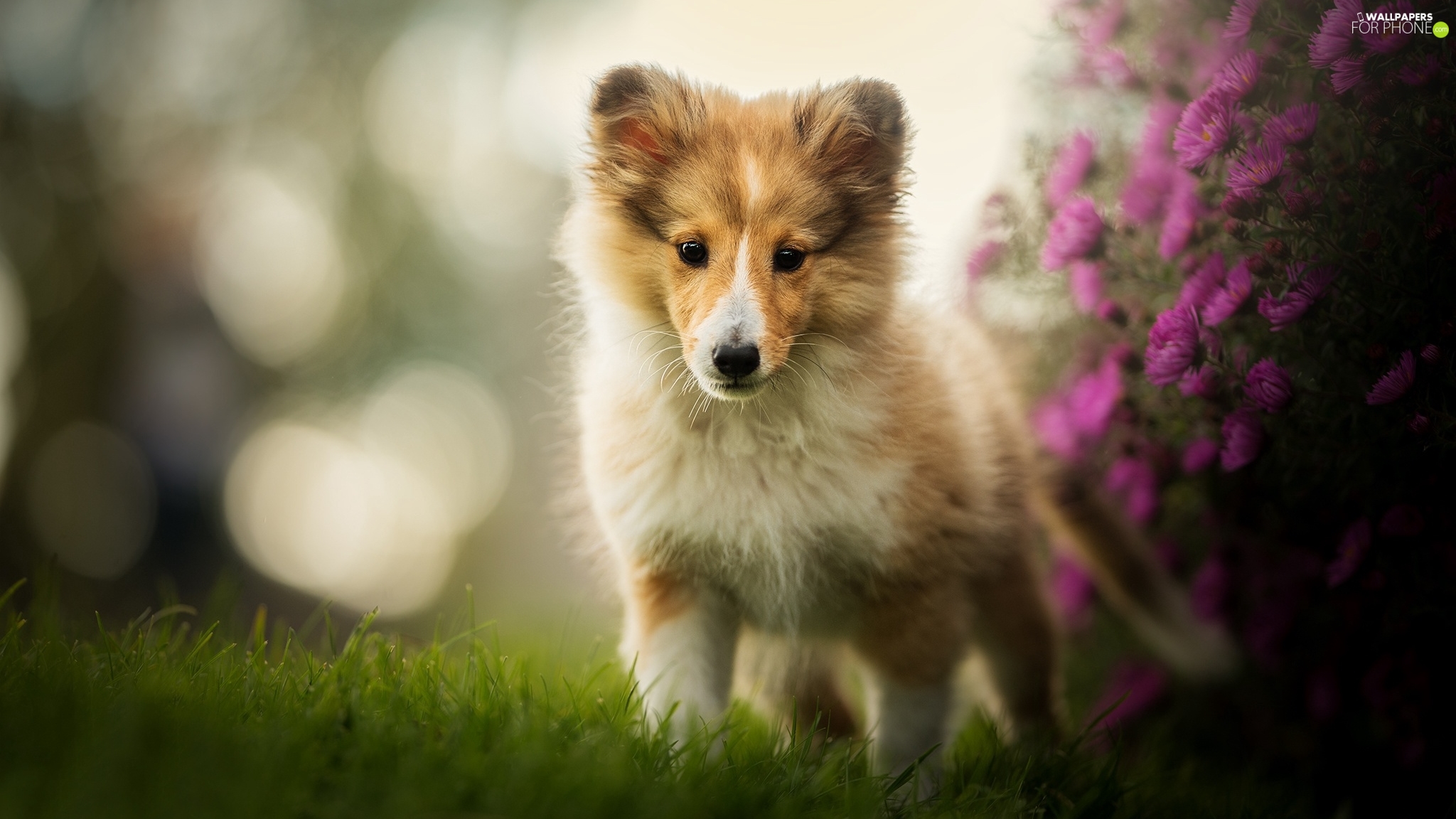 Dogs In Flowers Wallpapers - Wallpaper Cave
