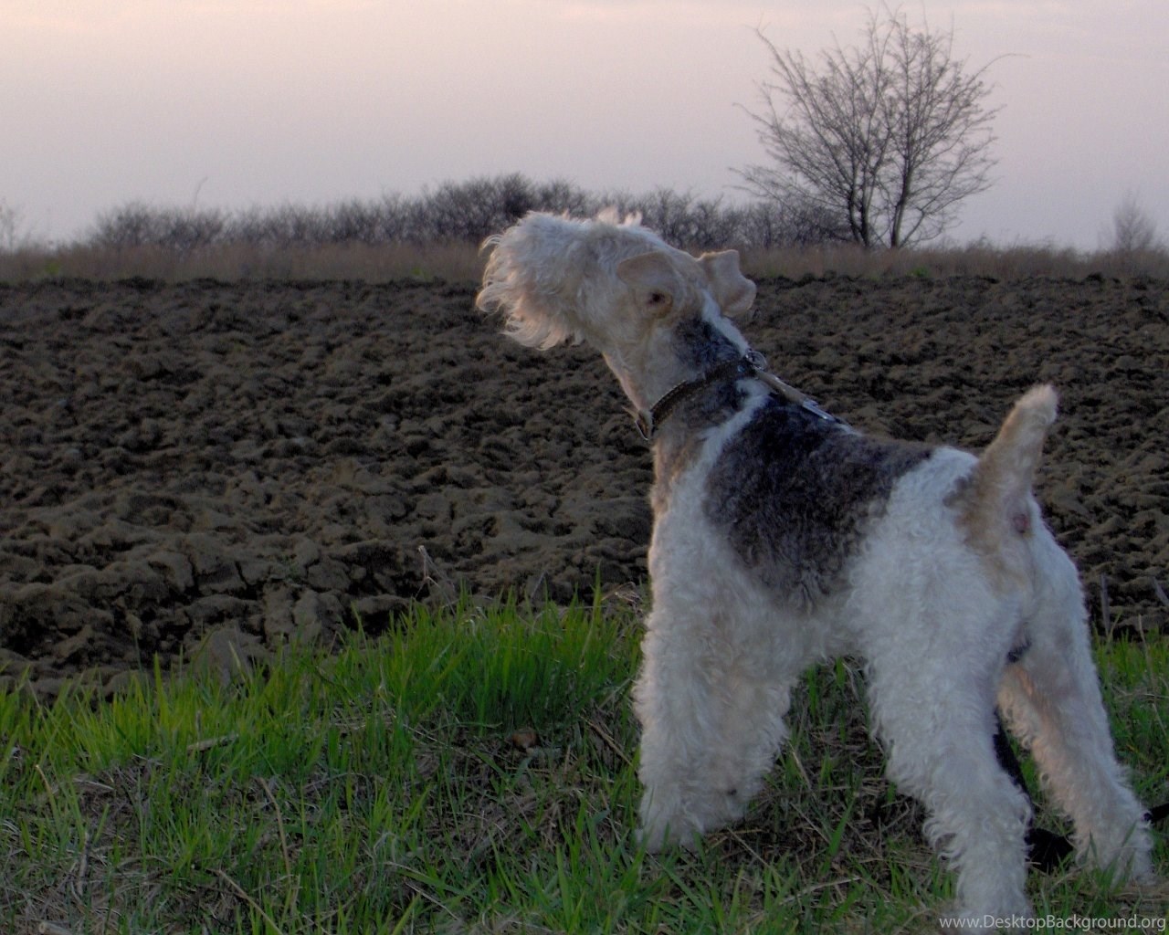 Fox Terrier Wallpapers - Wallpaper Cave